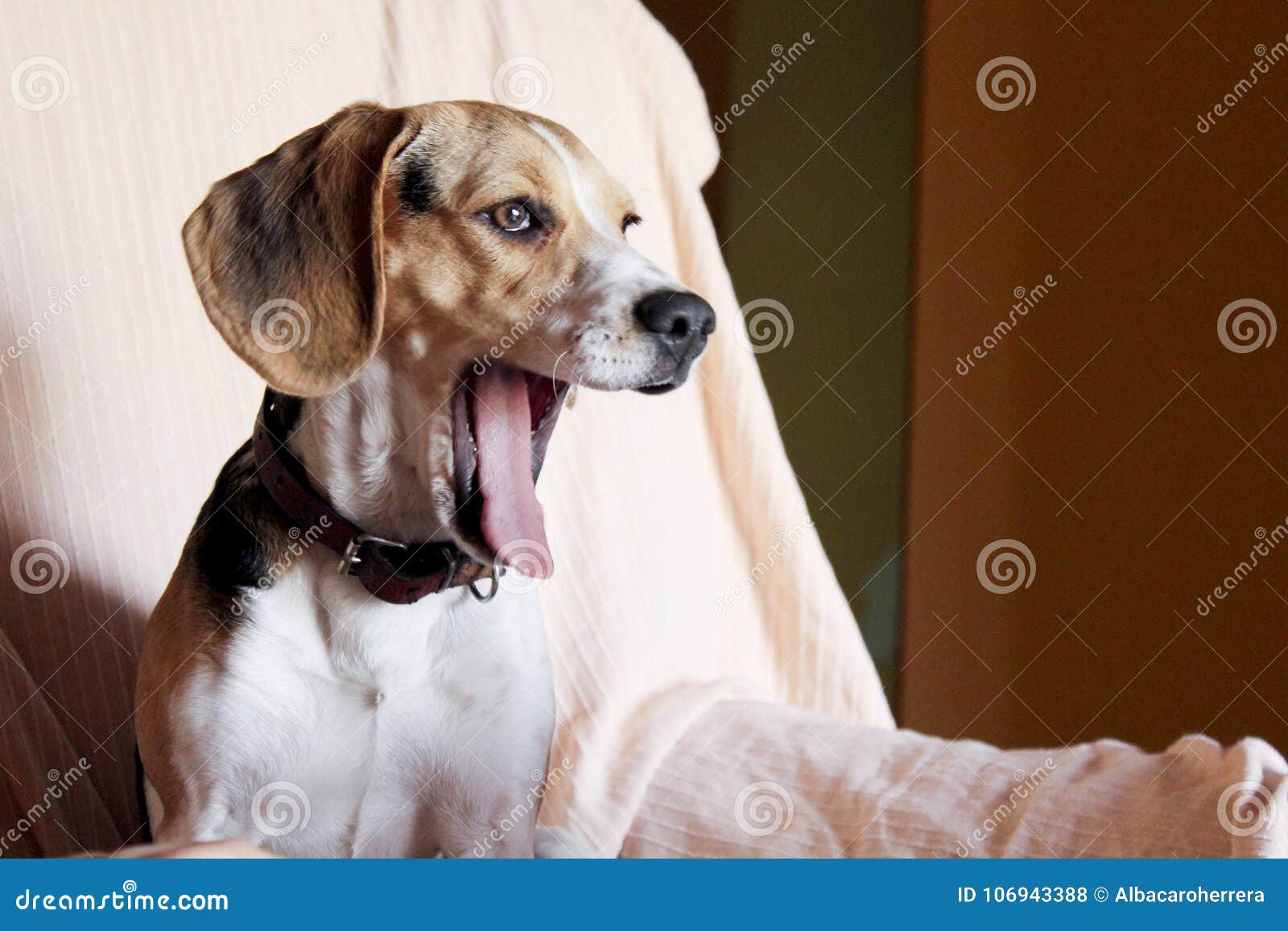 Beagle Dog Sit in a Sofa Yawning Stock Photo - Image of yawn, beagle ...