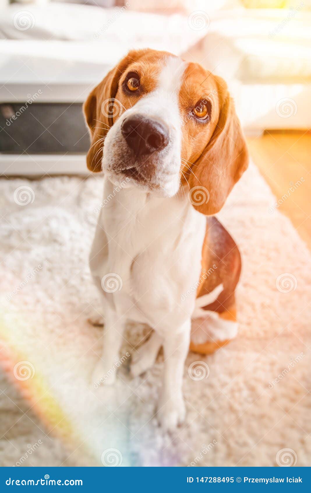 Beagle Dog Sits on a Carpet Looking Up Stock Image - Image of cute ...