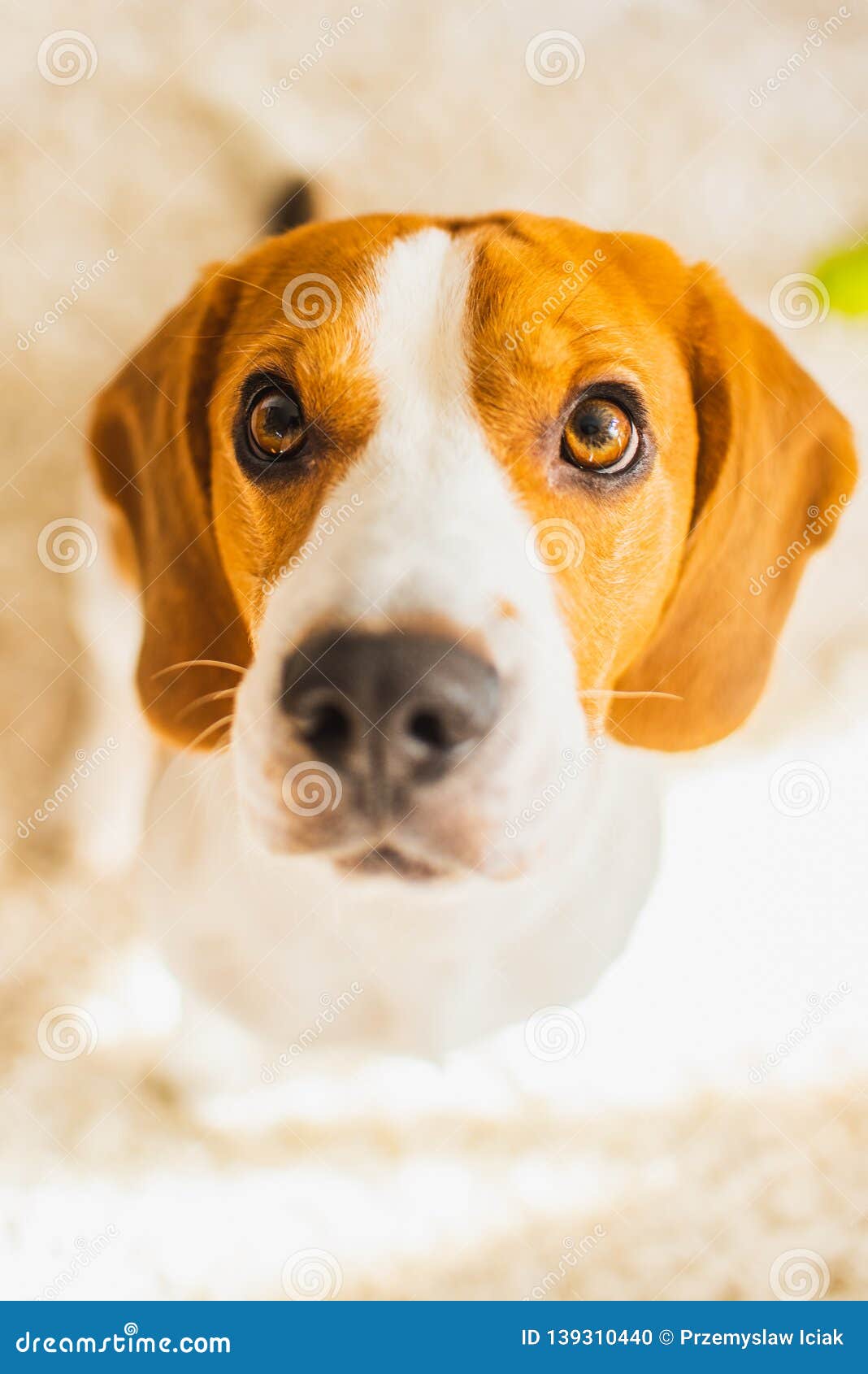 Beagle Dog Sits Looking Up Towards the Camera Stock Photo - Image of ...