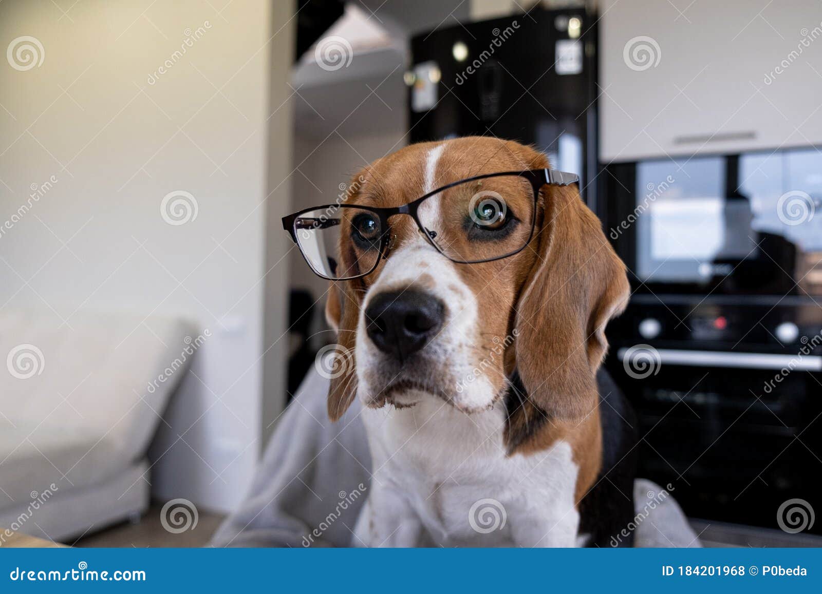 Beagle dog sits at a table stock photo. Image of interior - 184201968