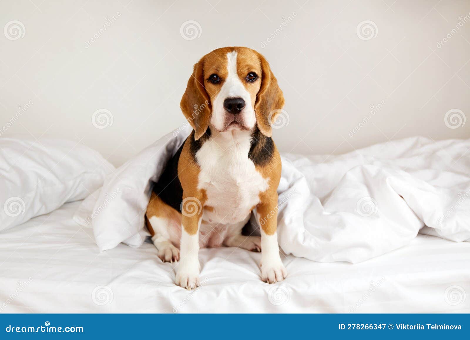 A Beagle Dog is Sitting on the Bed. Cozy Homely Atmosphere Stock Image ...