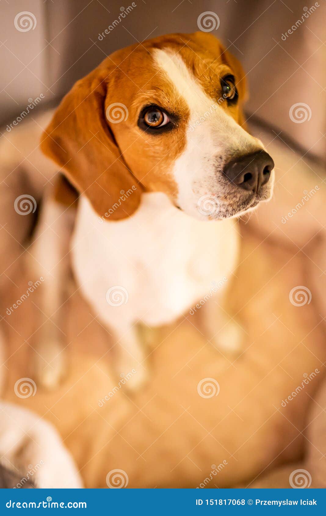 Beagle Dog Sitting Down on His Bed Stock Photo - Image of sofa, mammal ...