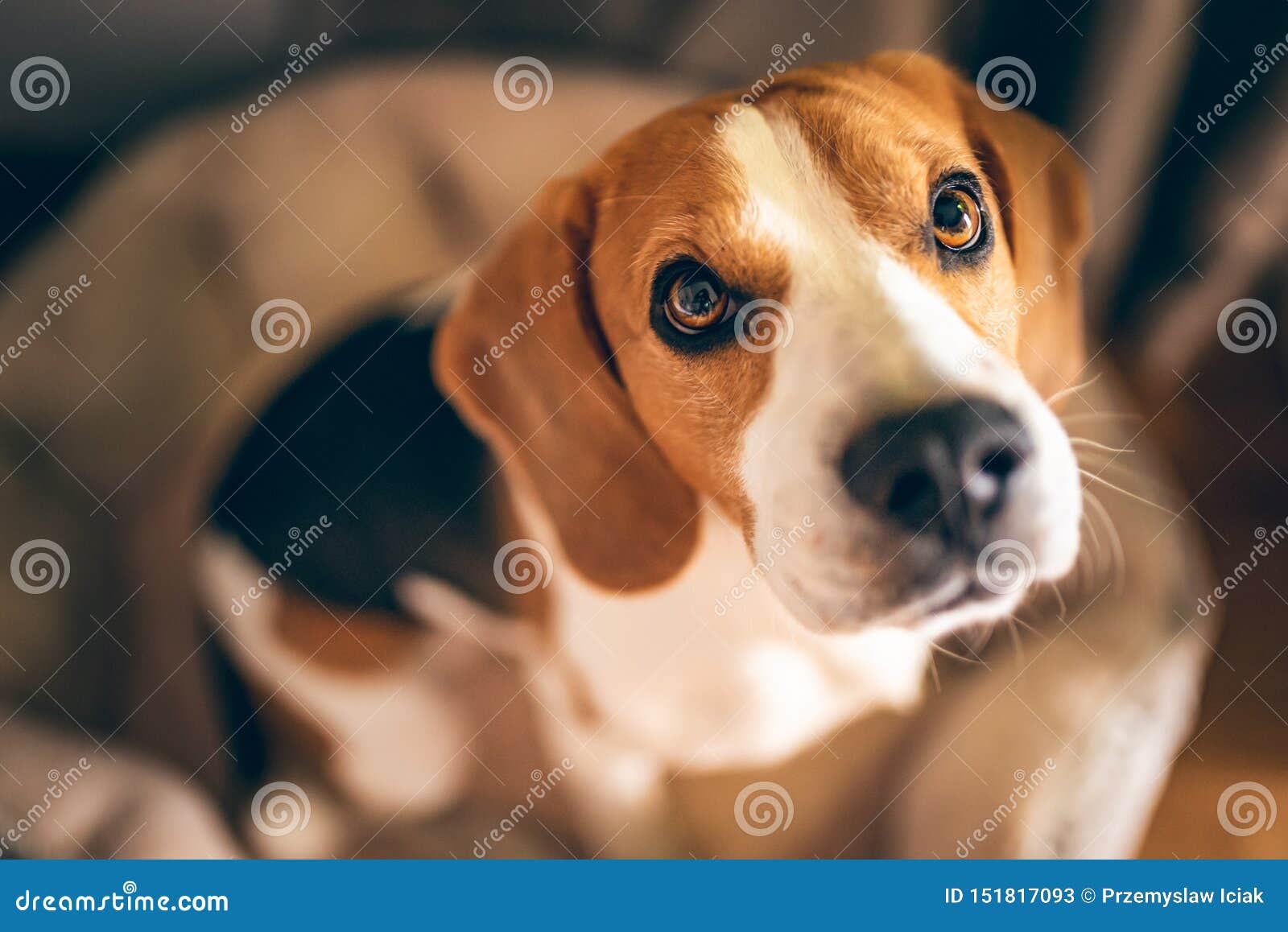Beagle Dog Sitting Down on His Bed Stock Image - Image of looking, sofa ...