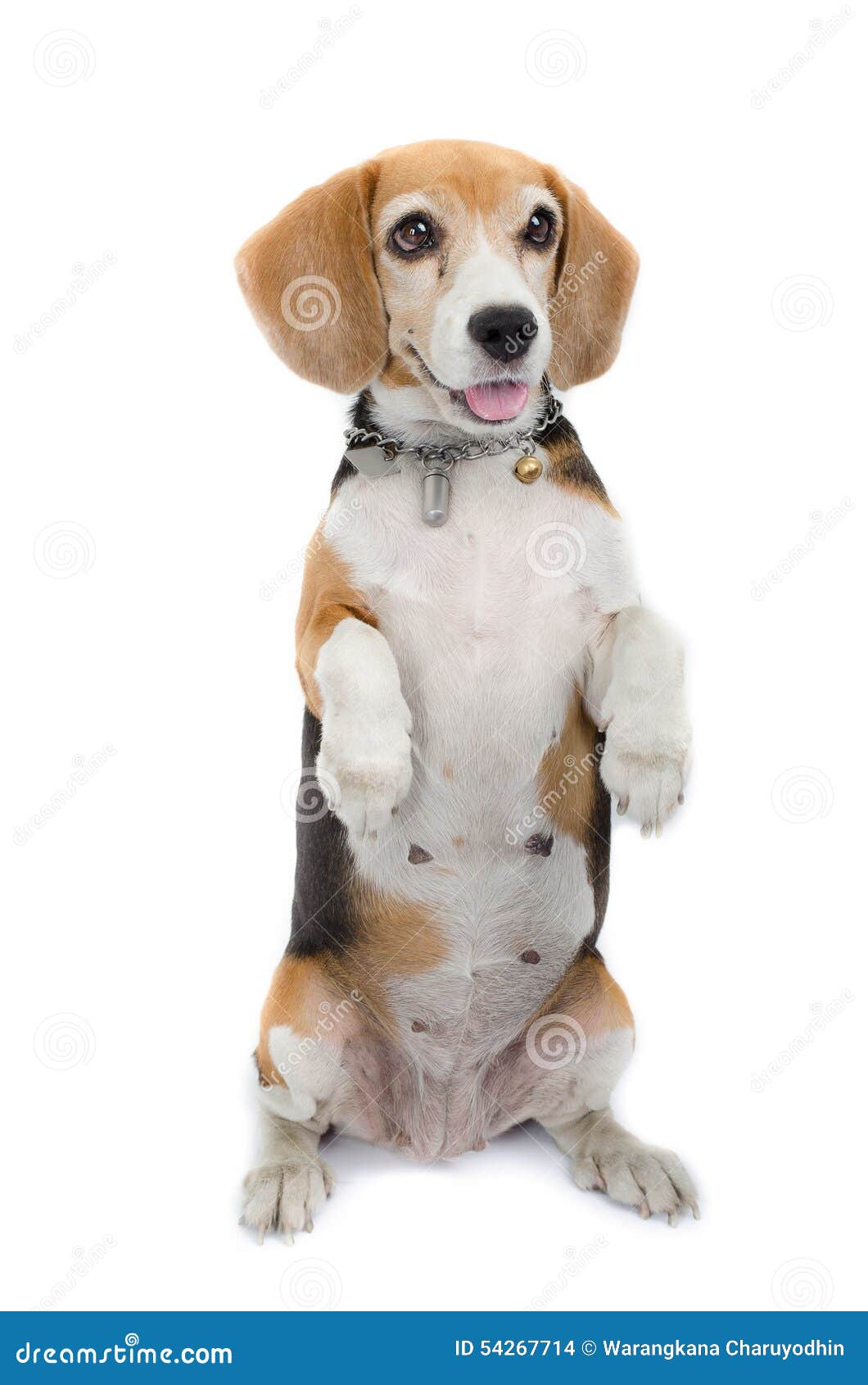 Beagle Dog Sitting Isolate on White Background Stock Photo - Image of ...
