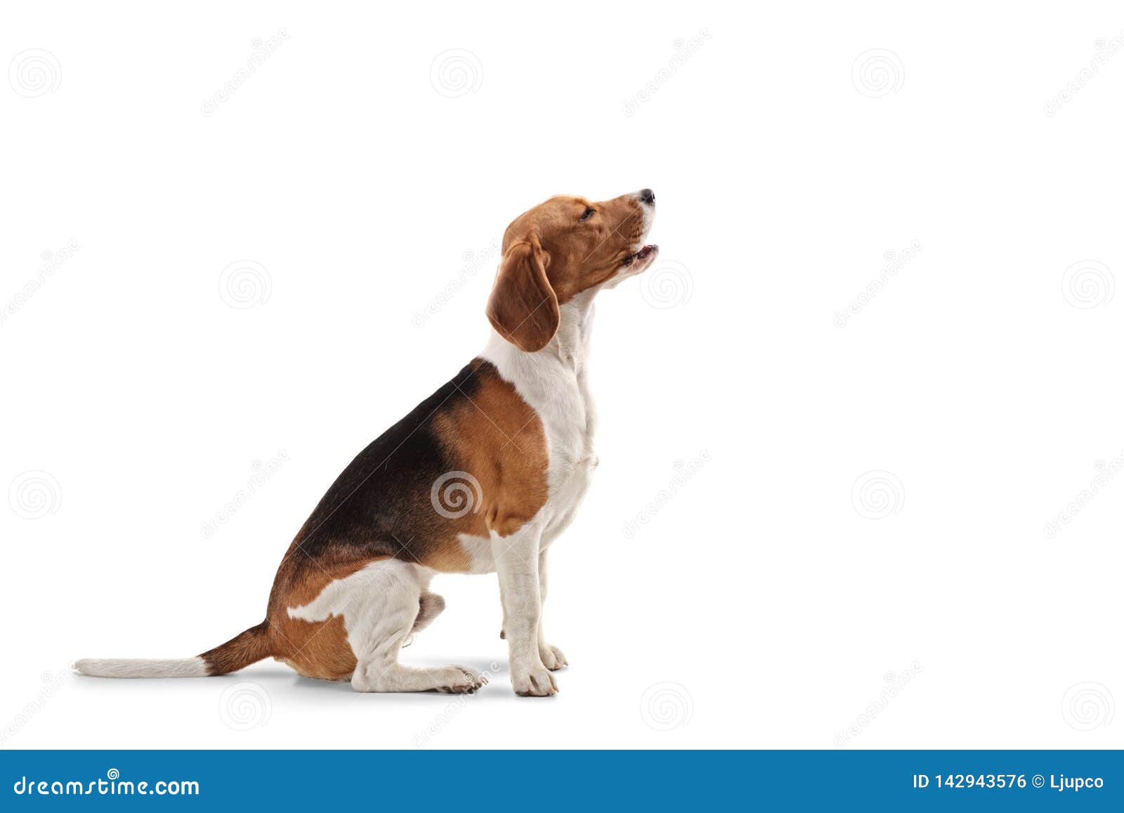 Beagle Dog Sitting and Looking Up Stock Photo - Image of looking, breed ...