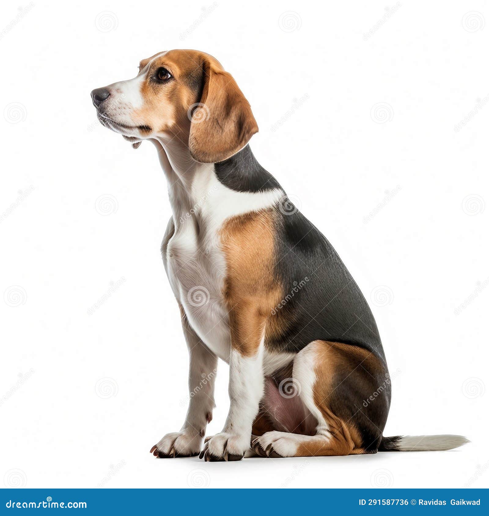 Beagle Dog Sitting Side View with White BackgroundÂ generated by AI ...