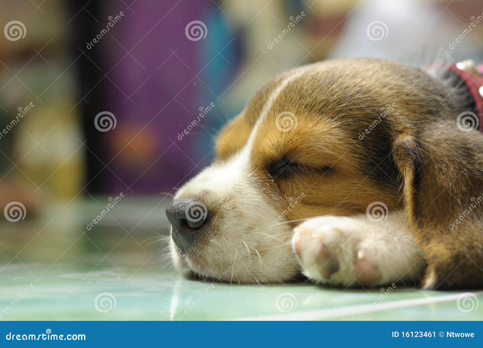 Beagle Dog Sleep stock image. Image of mammal, pets, portrait - 16123461