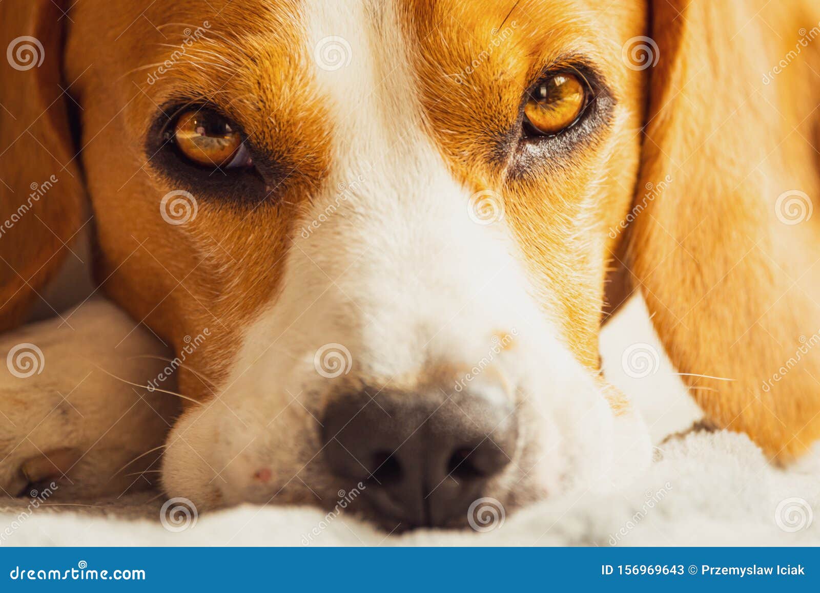 Beagle Dog Sleeping on a Couch. Closeup of Paws and Canine Muzzle Stock ...