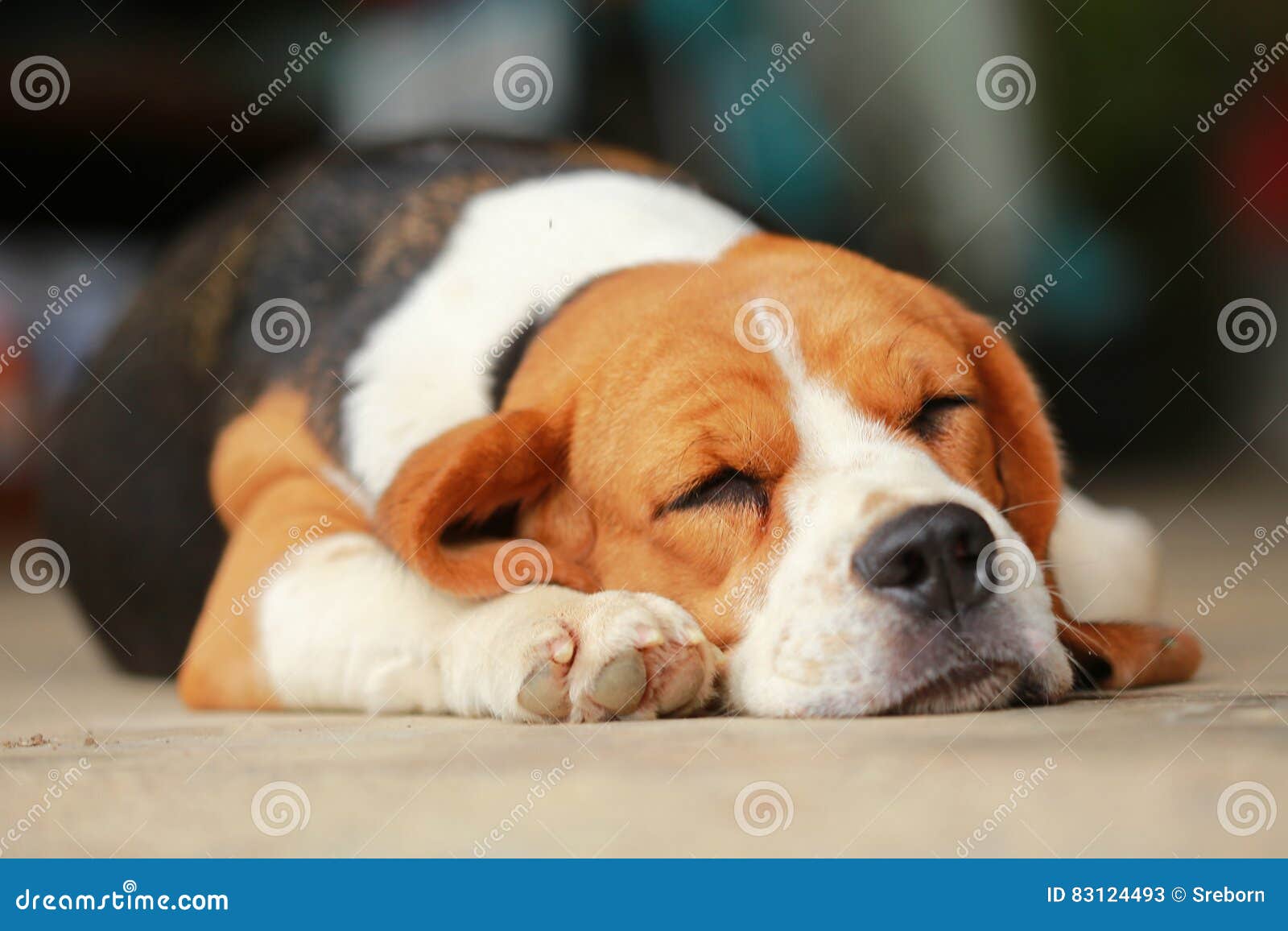 Beagle Dog Sleeping and Take Some Rest Stock Image - Image of beagle ...