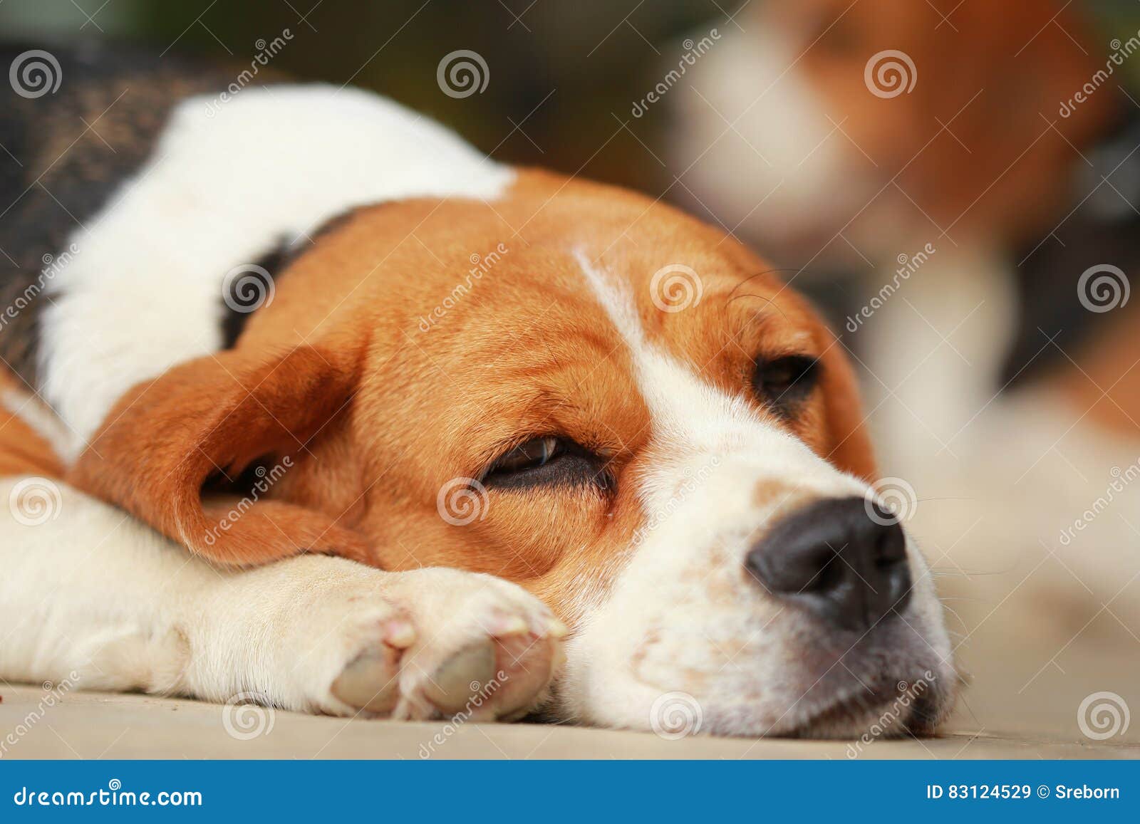 Beagle Dog Sleeping and Take Some Rest Stock Image - Image of face ...