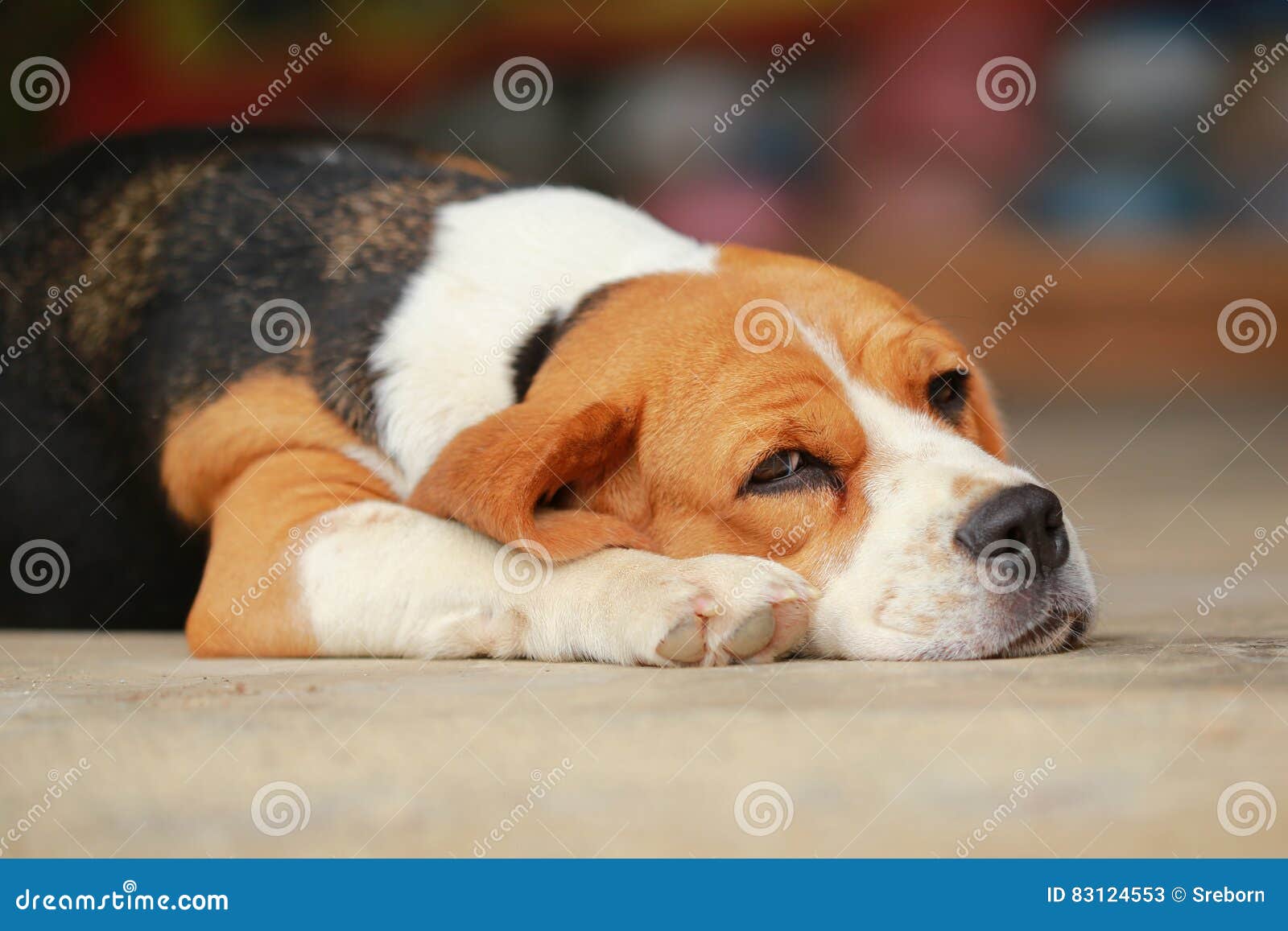 Beagle Dog Sleeping and Take Some Rest Stock Image - Image of purebred ...