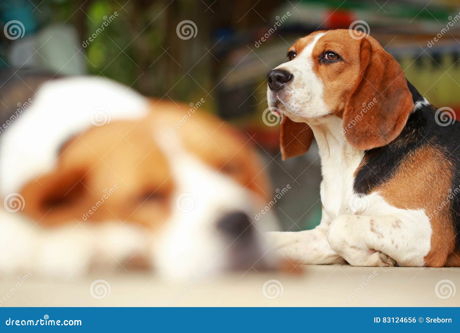 Beagle Dog Sleeping and Take Some Rest Stock Photo - Image of snout ...