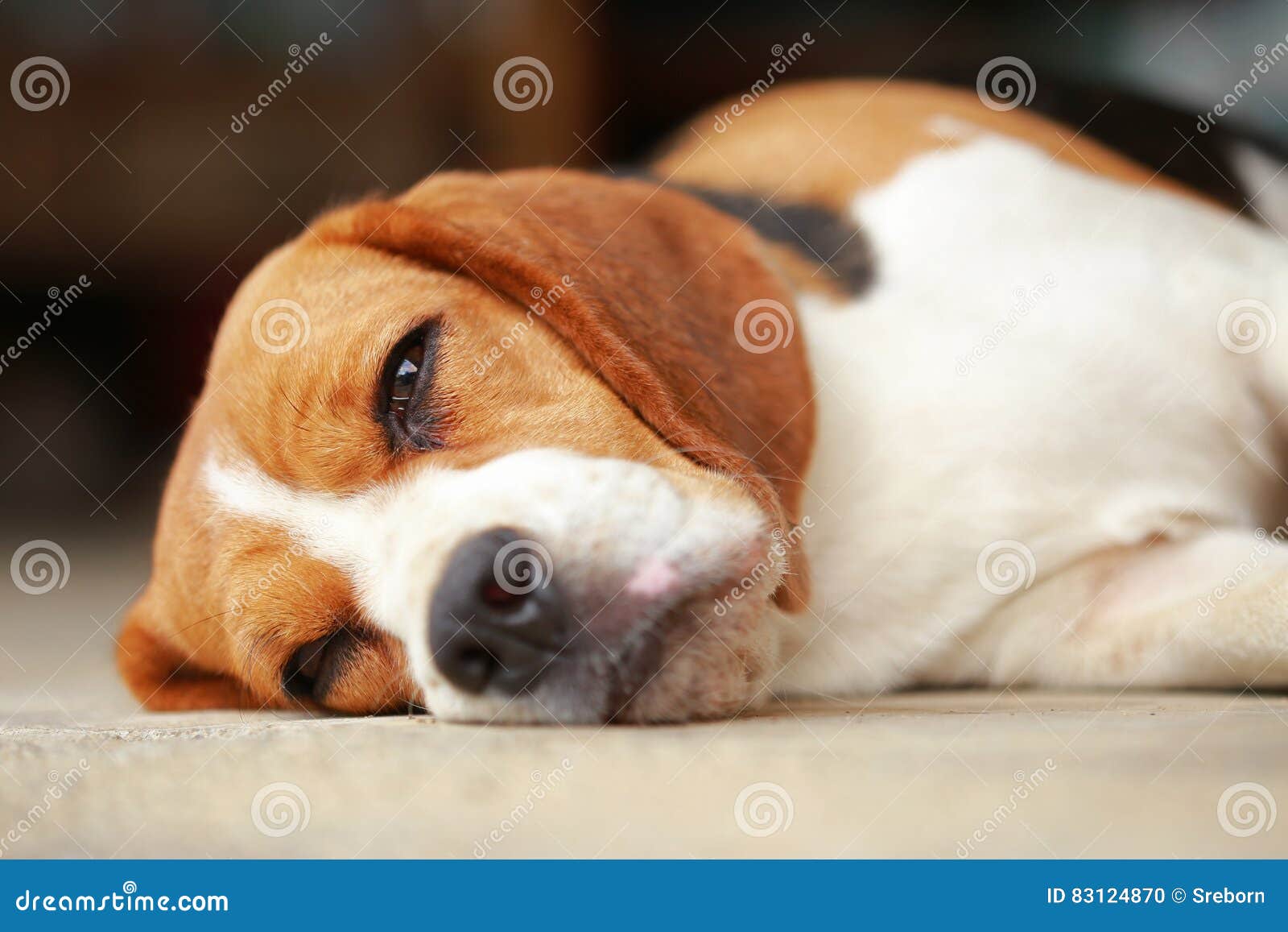 Beagle Dog Sleeping and Take Some Rest Stock Photo - Image of domestic ...