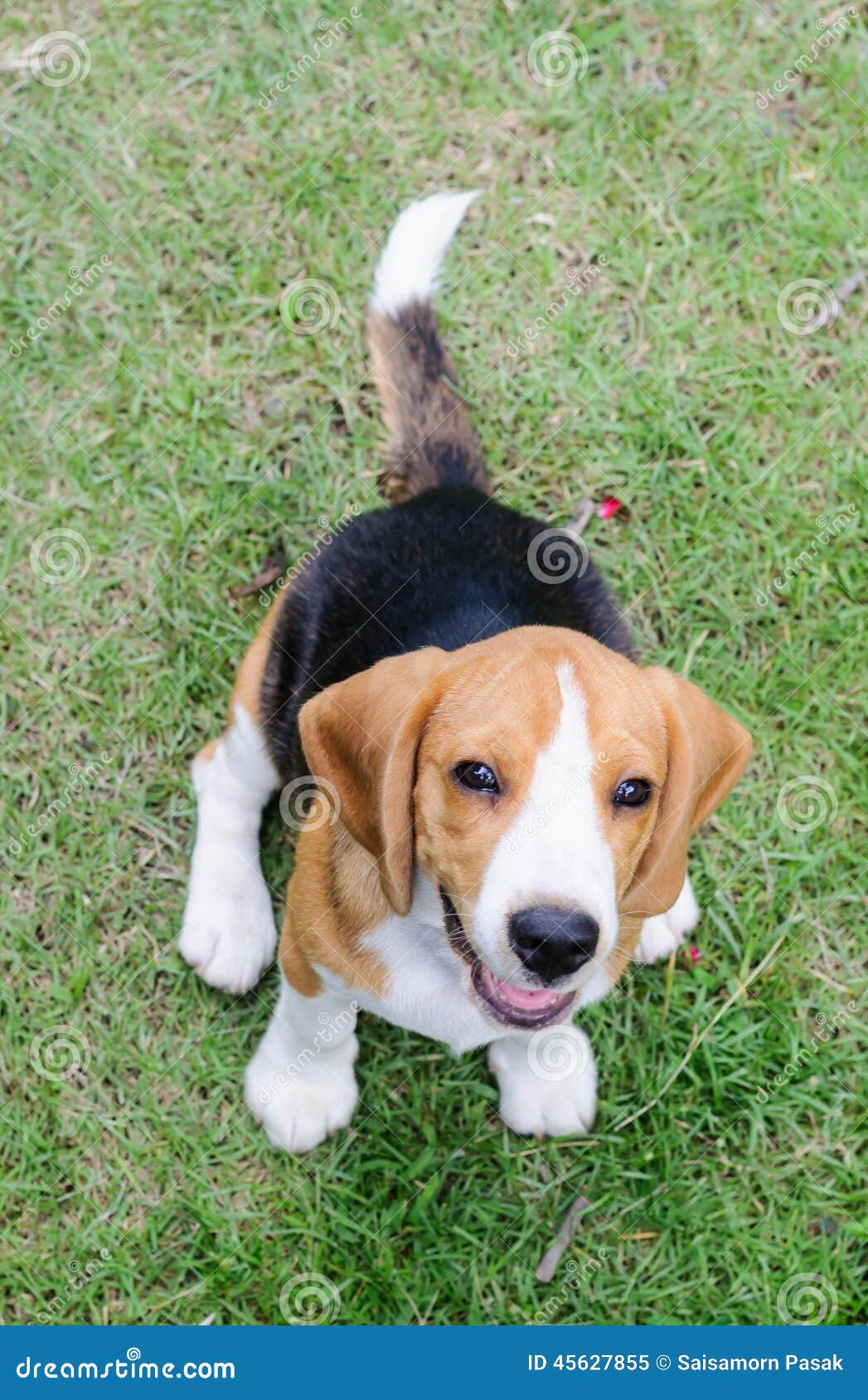 Beagle Dog Smile in the Garden Stock Image - Image of park, young: 45627855