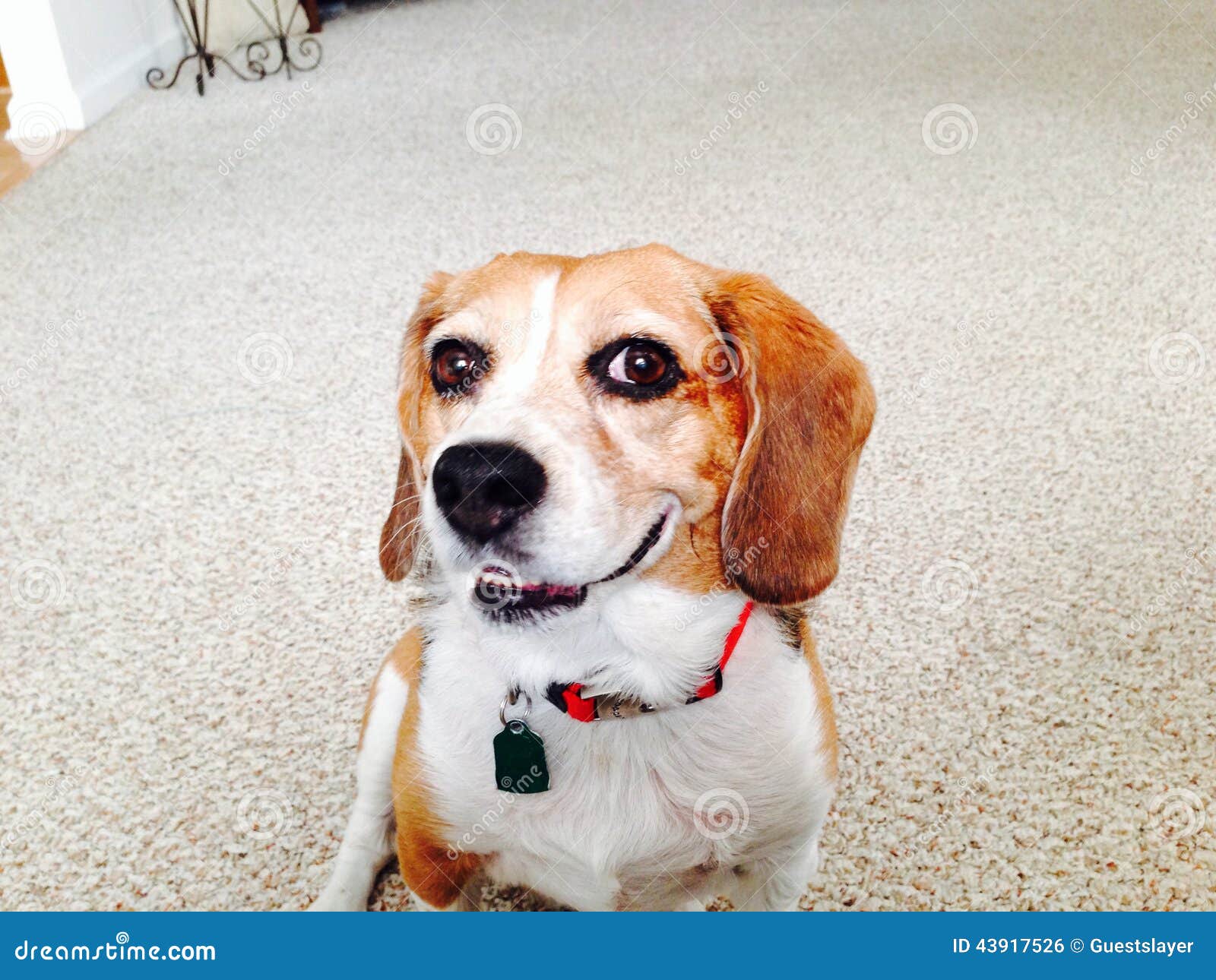 Beagle stock photo. Image of smiling, camera, beagle - 43917526