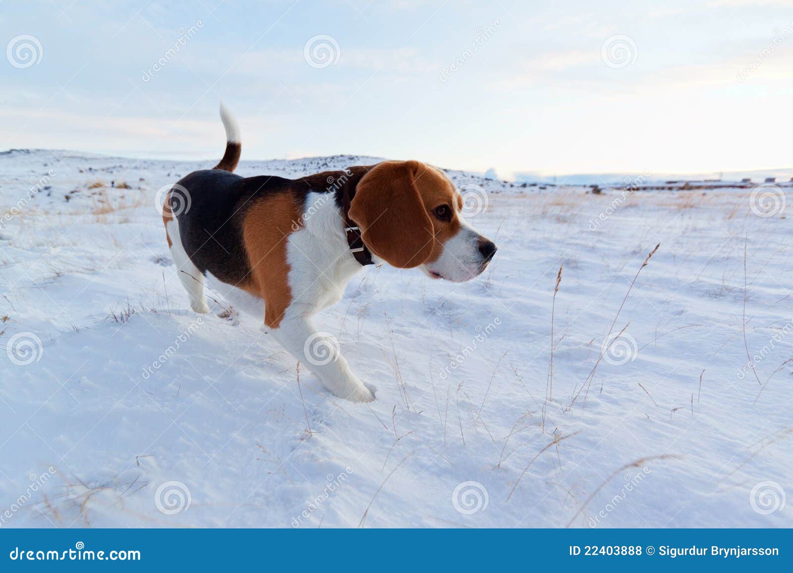 A Beagle dog in snow. stock photo. Image of sunshine - 22403888