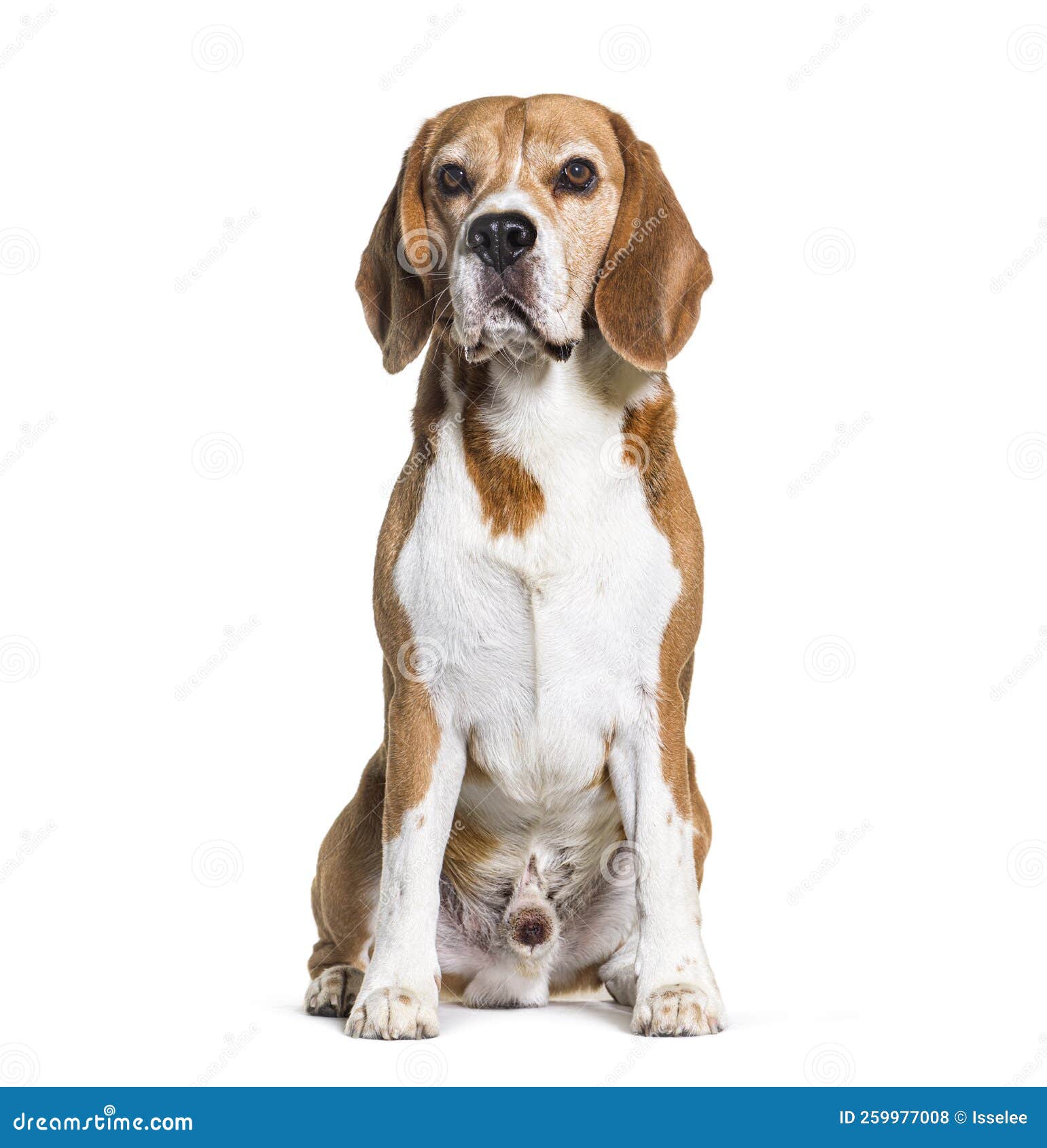Beagle Dog Standing in Front, Isolated on White Stock Photo - Image of ...