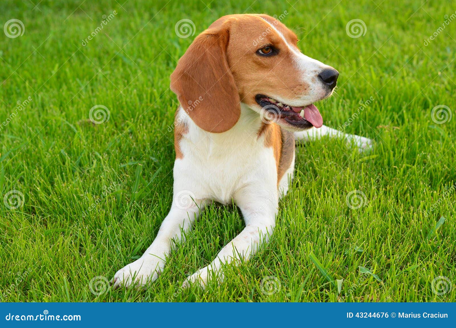 Beagle dog stock photo. Image of beautiful, cute, stand - 43244676