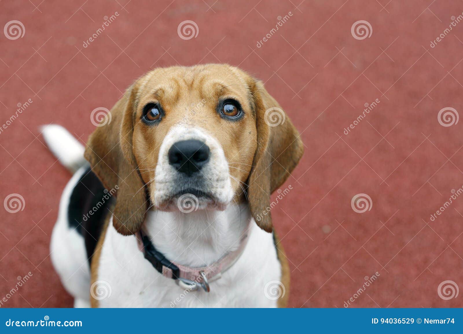 Beagle Dog Standing on Red Clay Surface Stock Image - Image of ...