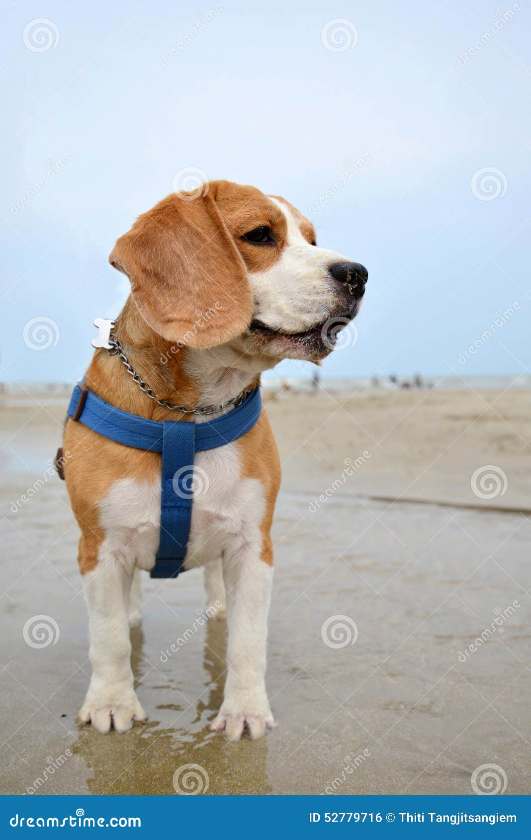 Beagle stock photo. Image of hunts, strong, beauty, animals - 52779716