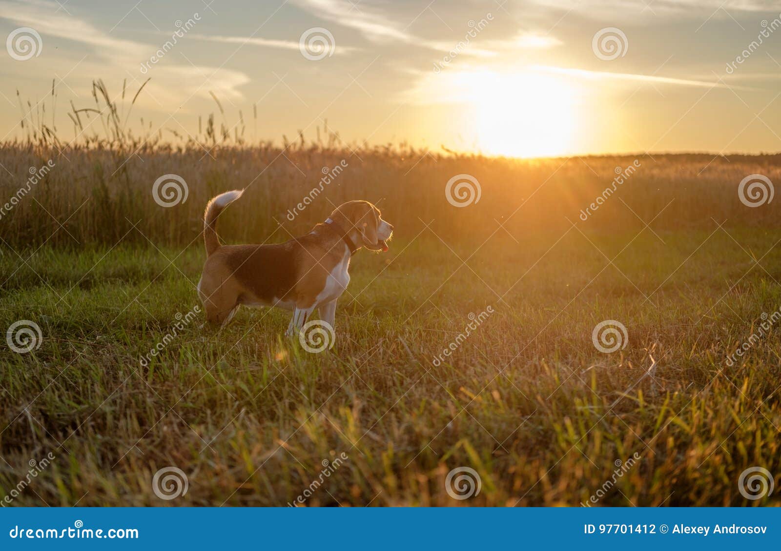 Beagle Dog at Sunset on a Walk Stock Photo - Image of landscape, field ...