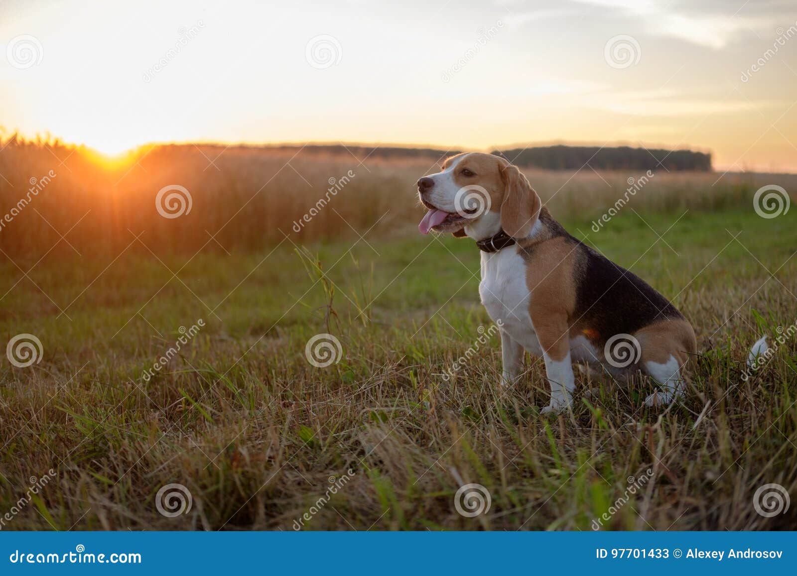 Beagle Dog at Sunset on a Walk Stock Image - Image of hunter, colored ...