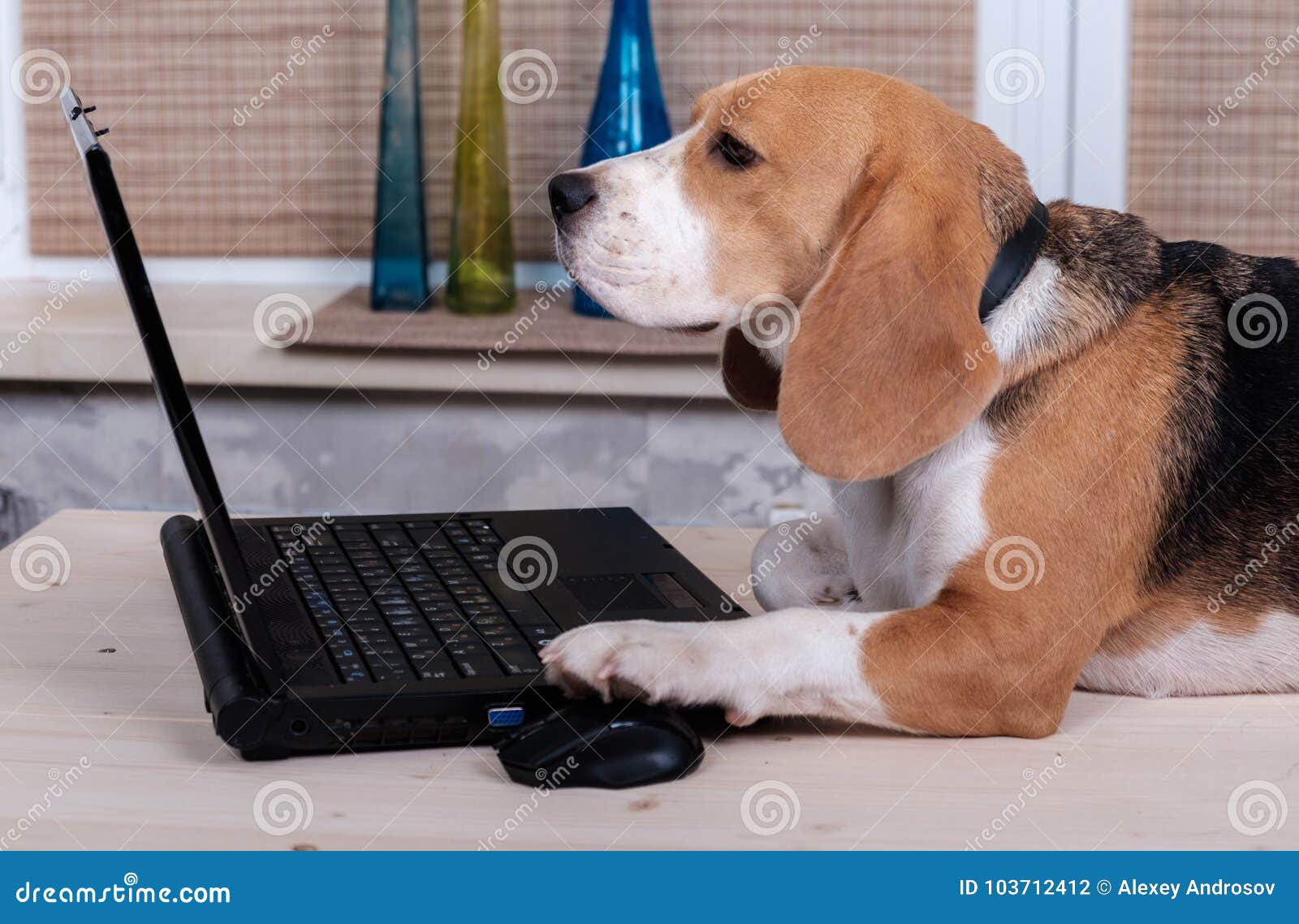 Beagle Dog on the Table with Laptop Stock Photo - Image of casual ...