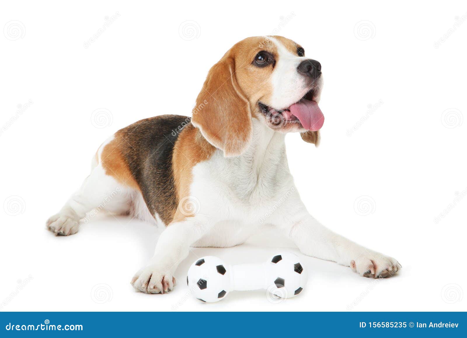 Beagle dog with toy stock image. Image of breed, happy - 156585235