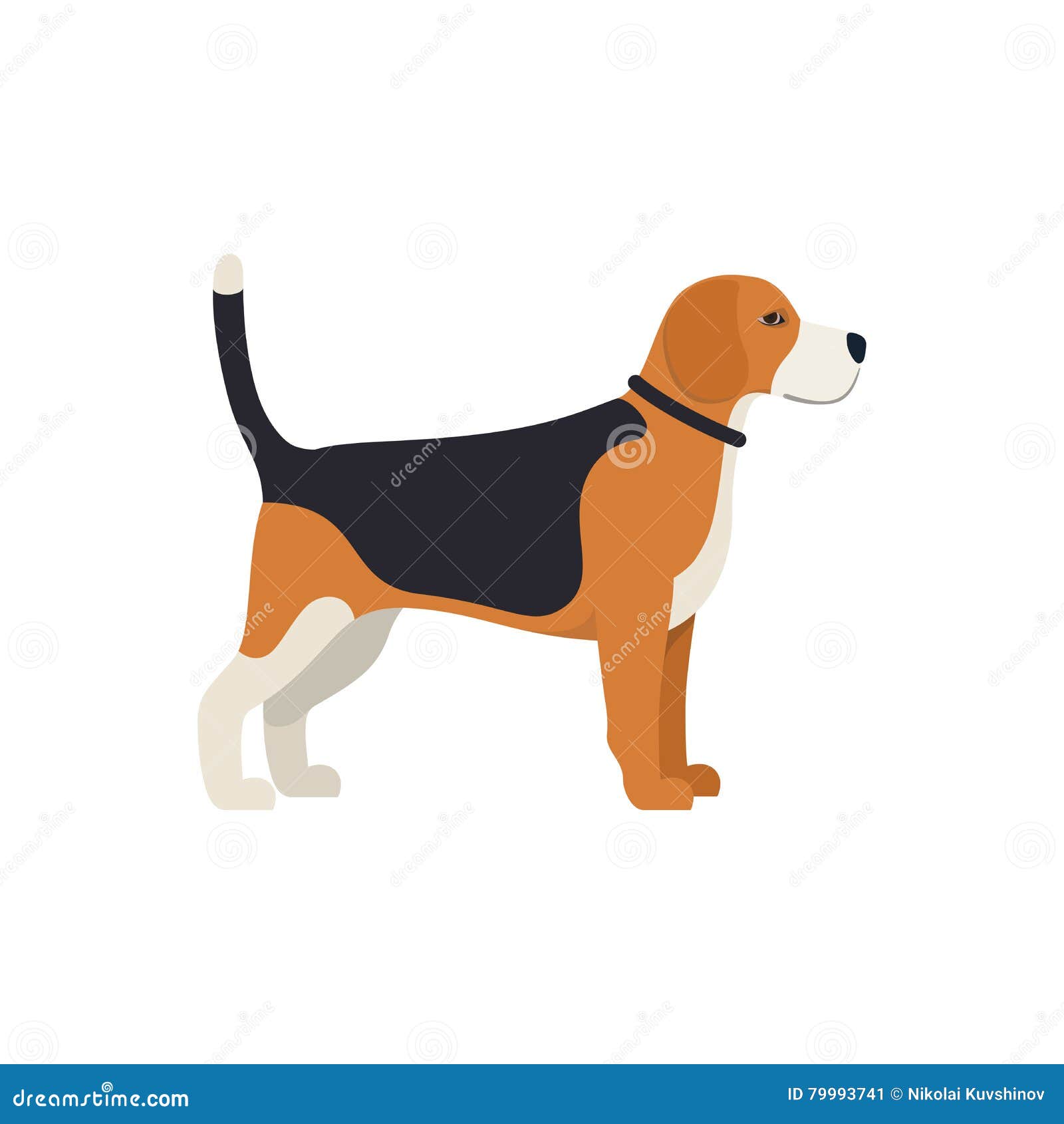 Beagle Dog - Vector Color Illustration | CartoonDealer.com #79993741