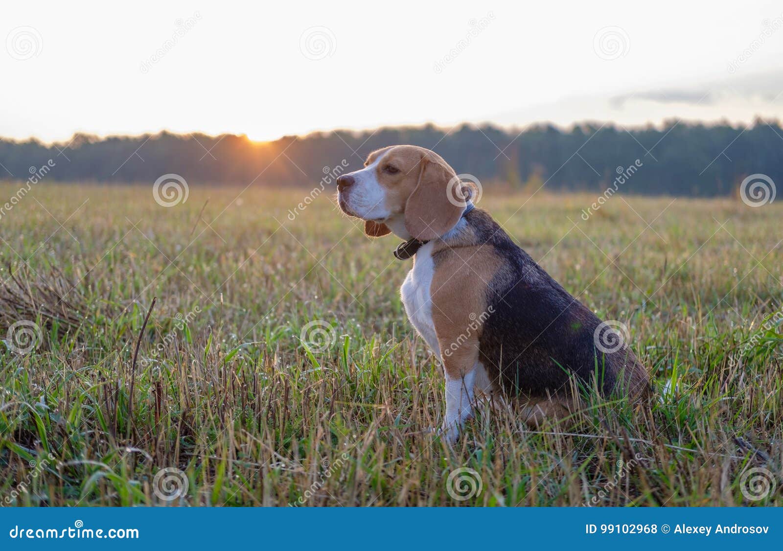 Beagle Dog on a Walk Early in the Morning Stock Photo - Image of light ...