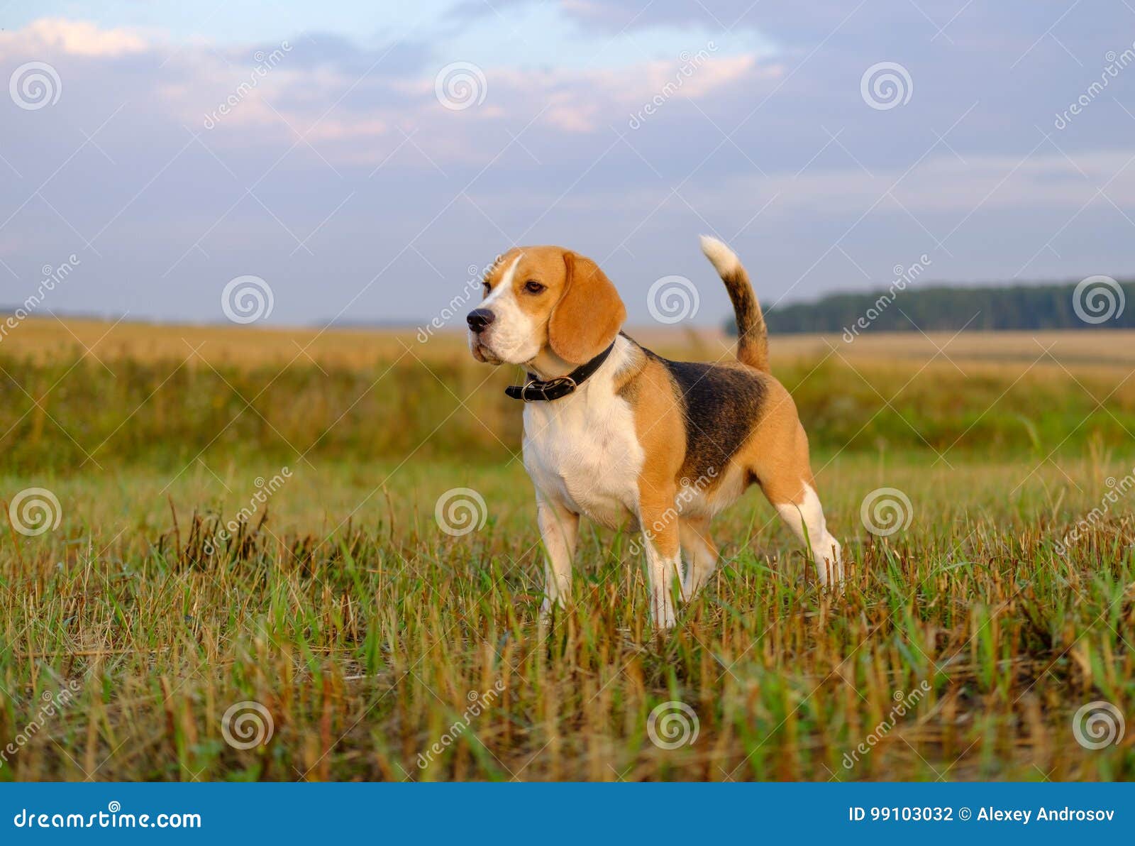 Beagle Dog on a Walk Early in the Morning Stock Photo - Image of ...