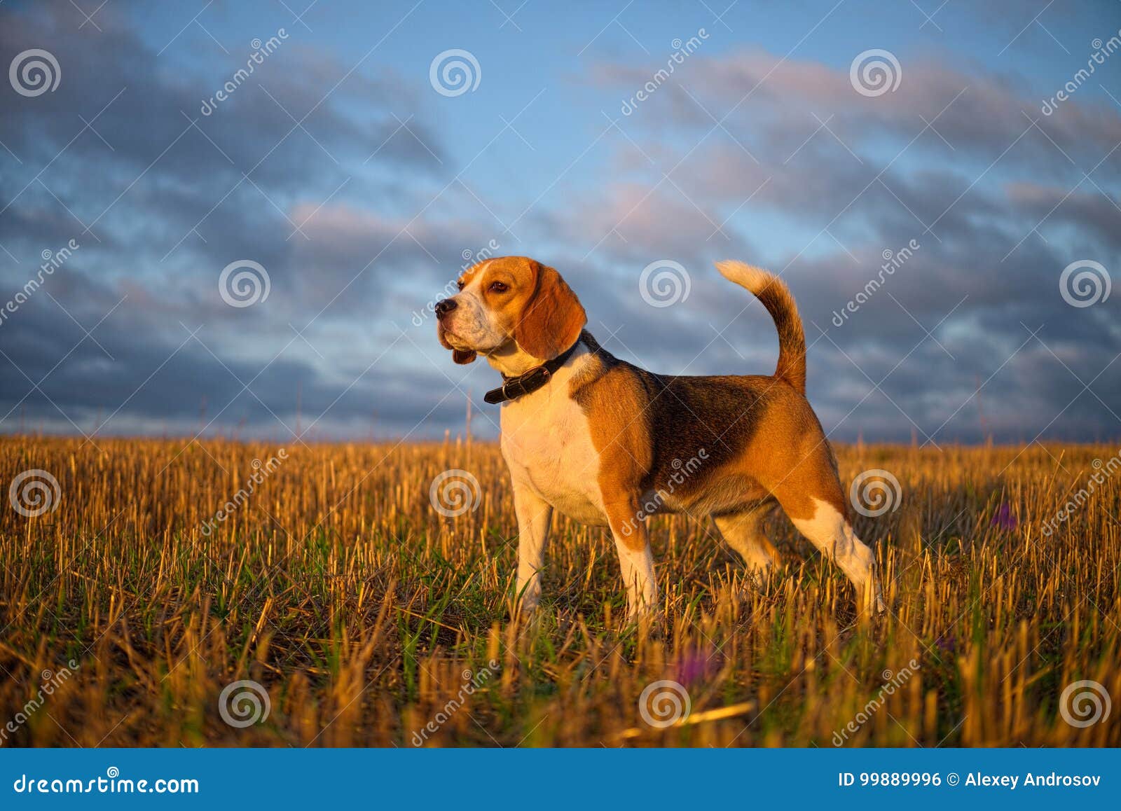 Beagle Dog on a Walk Early in the Morning Stock Photo - Image of cute ...