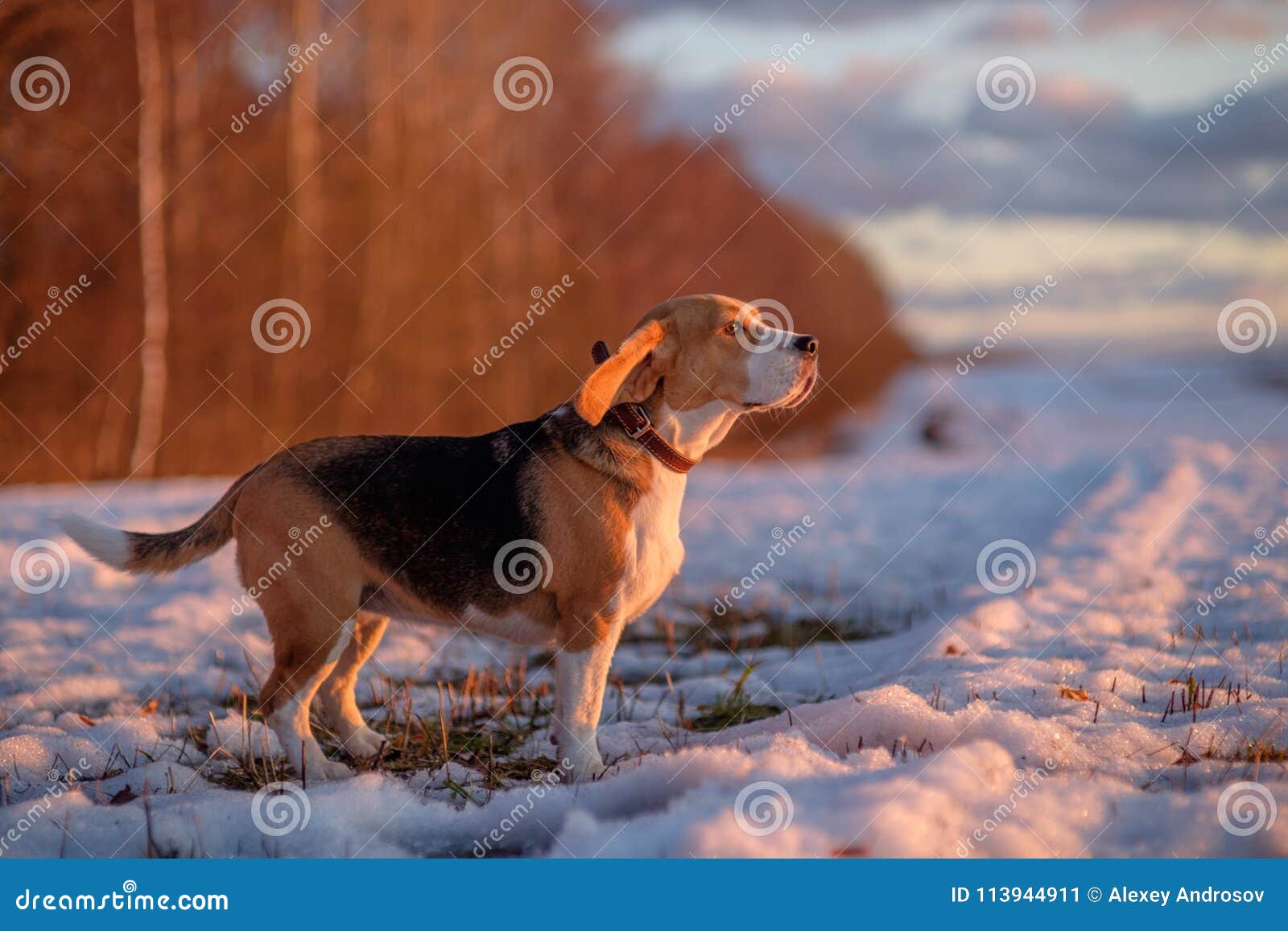 Beagle Dog on a Walk in the Spring at Sunset Stock Image - Image of ...