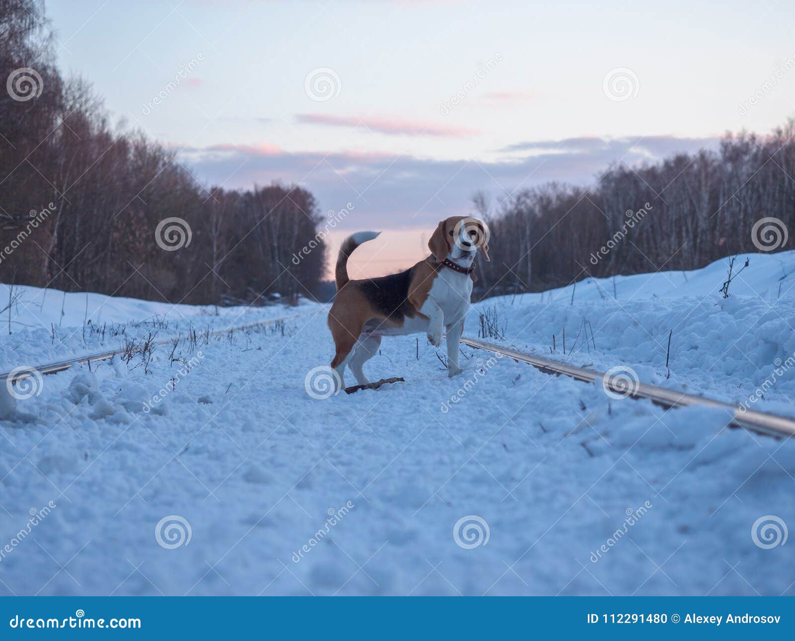 Beagle Dog on a Walk at Sunset on a March Evening Stock Photo - Image ...