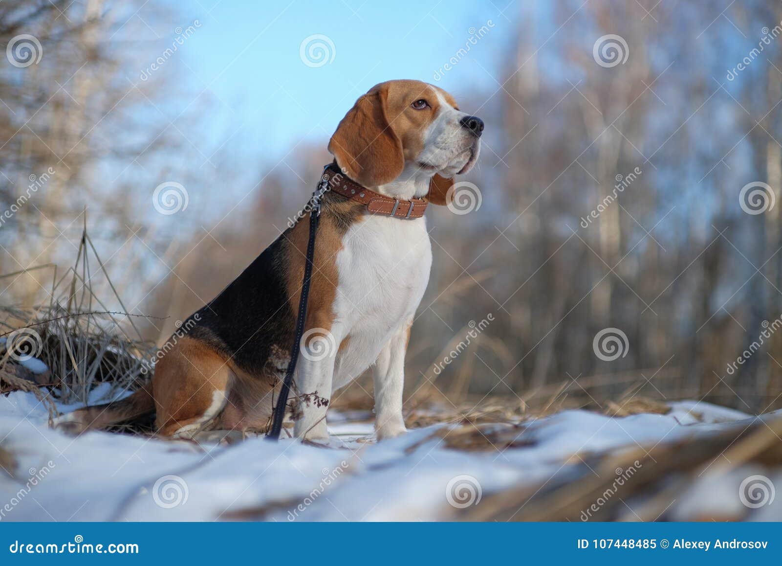 Beagle Dog Walking in the Winter Forest Stock Image - Image of nature ...