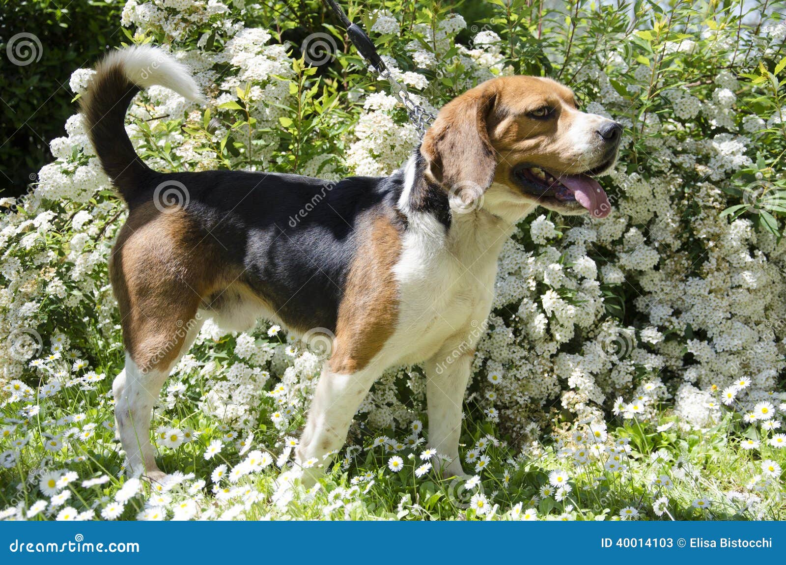Beagle Dog on the White Flowers Stock Image - Image of daisy, funny ...