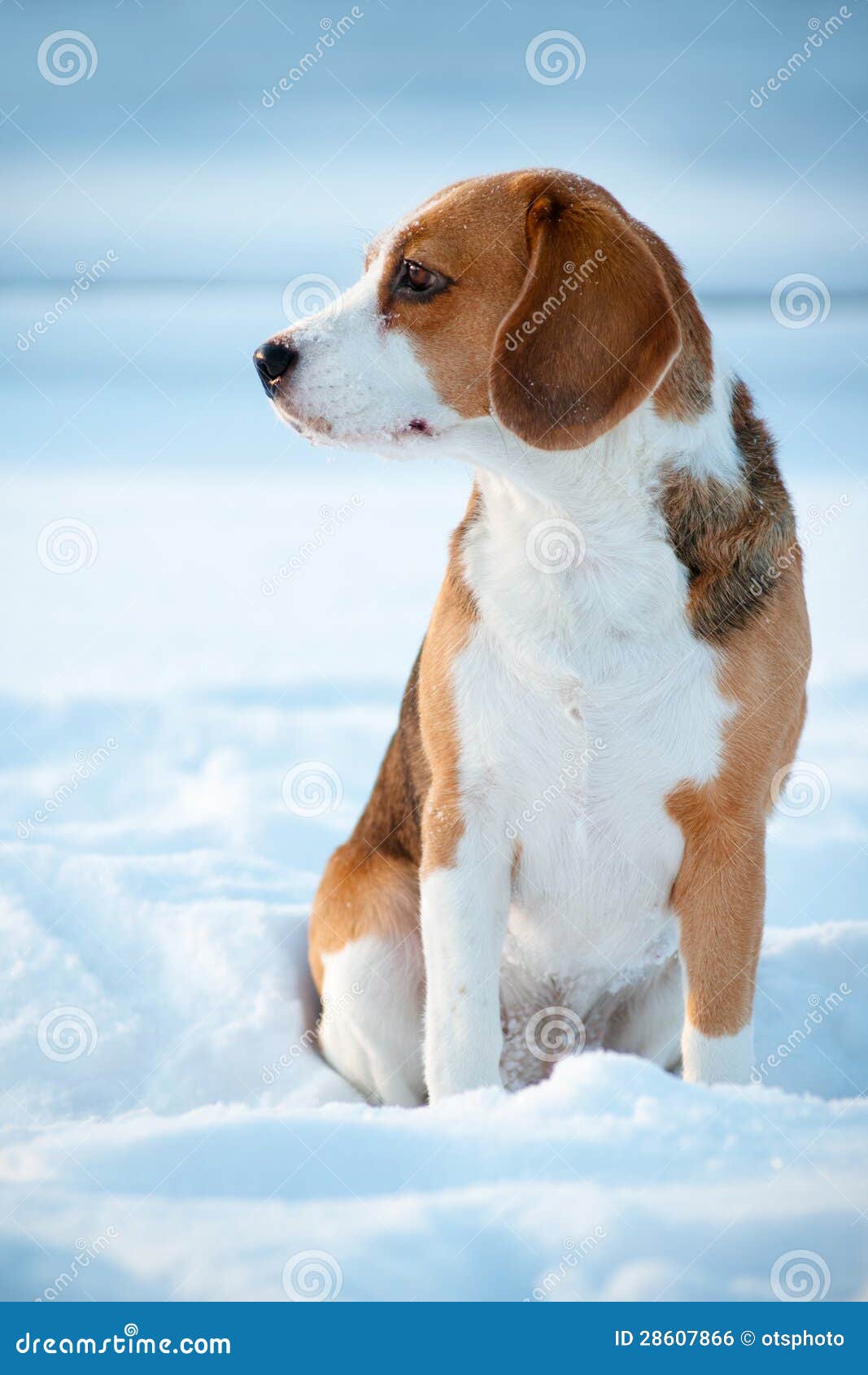 Beagle dog winter portrait stock photo. Image of breed - 28607866