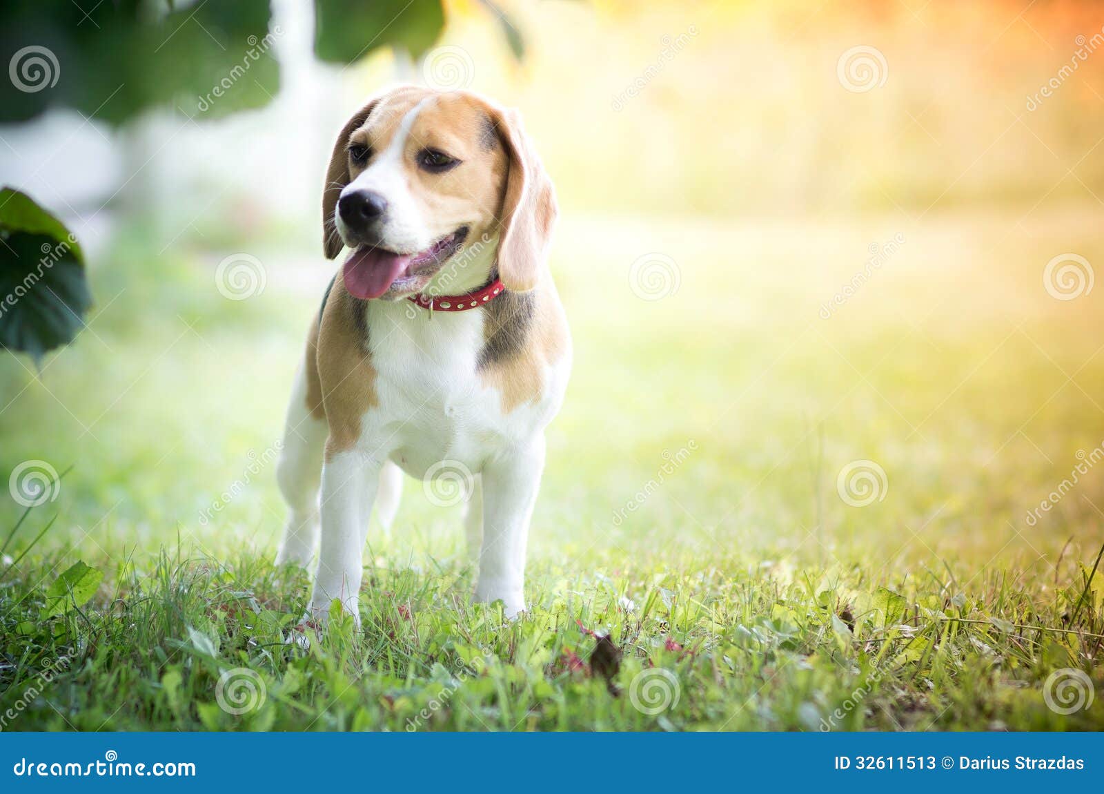 Beagle dog stock image. Image of funny, white, beagle - 32611513