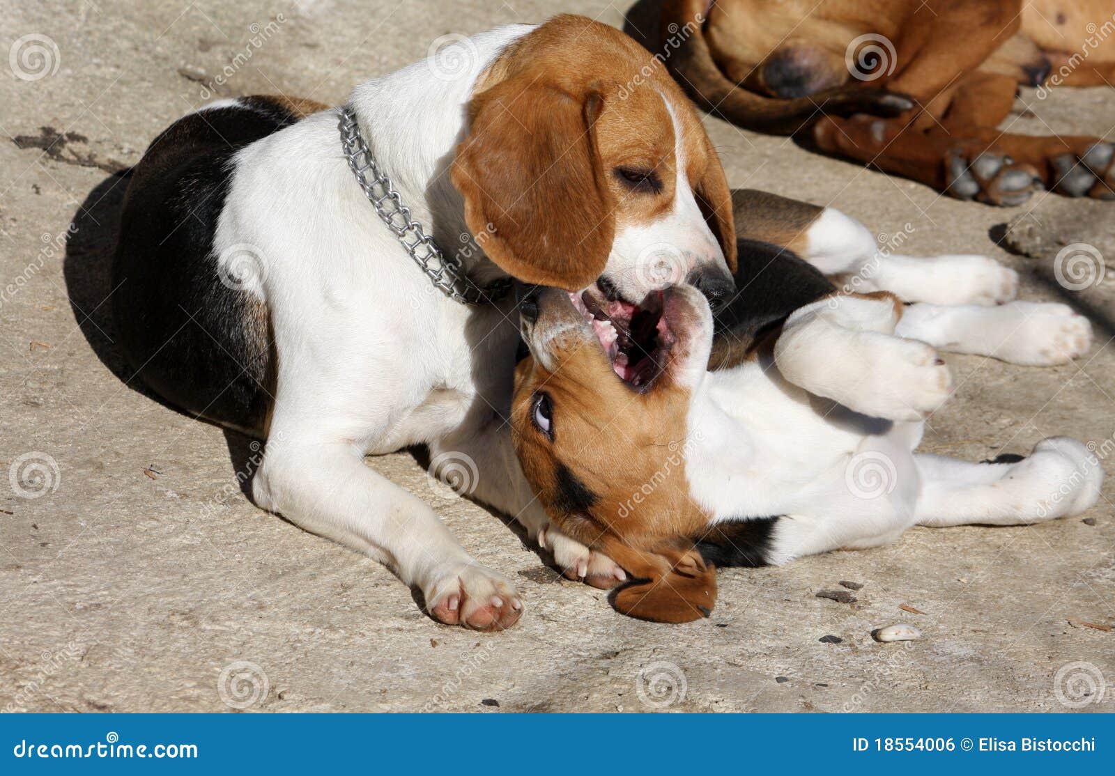 Beagle Dogs fighting stock photo. Image of beauty, beagle - 18554006