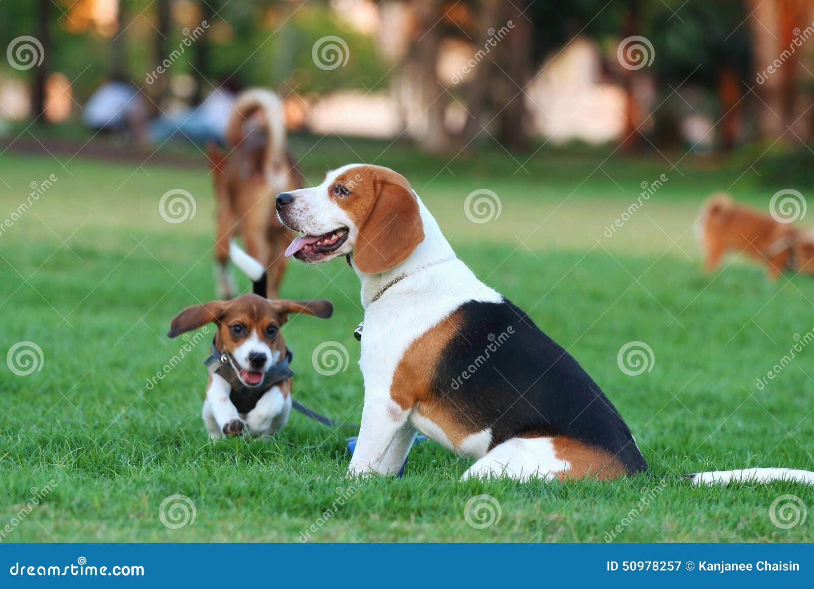 Beagle stock image. Image of furry, domestic, nature - 50978257