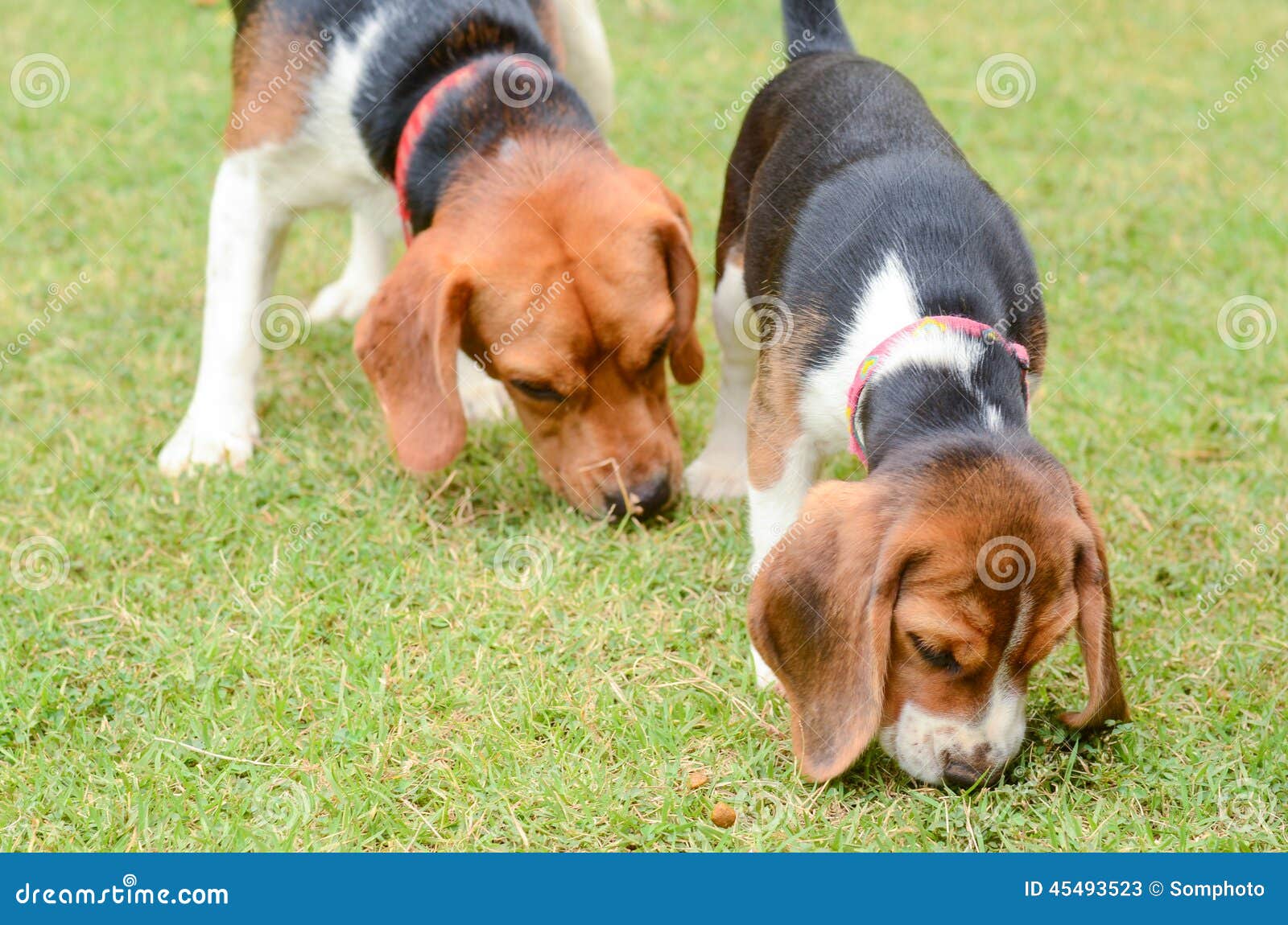 Beagle dogs sniffing stock image. Image of healthy, bring - 45493523