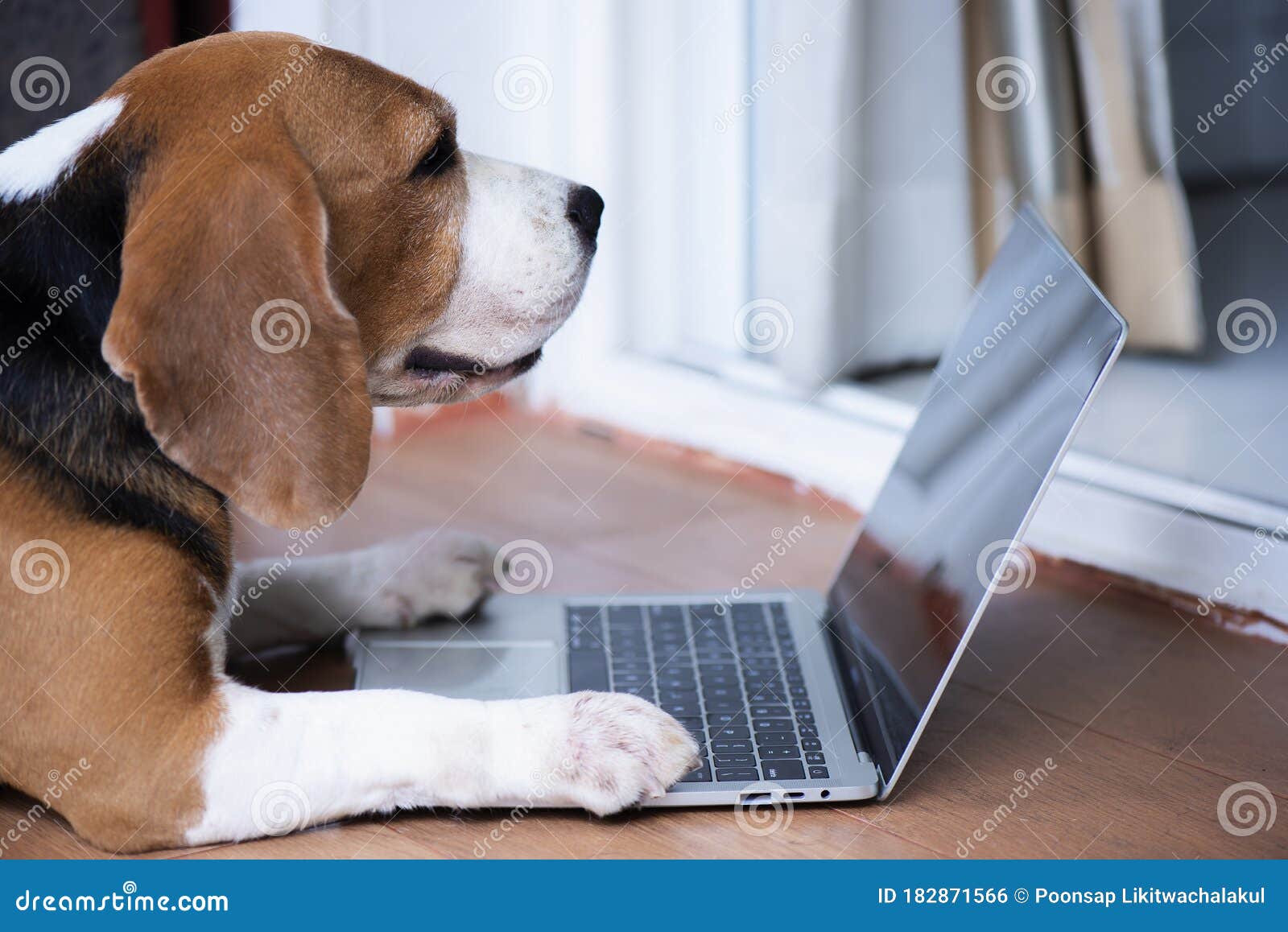 Beagle Dogs Work in the Office at the Computer Stock Photo - Image of ...