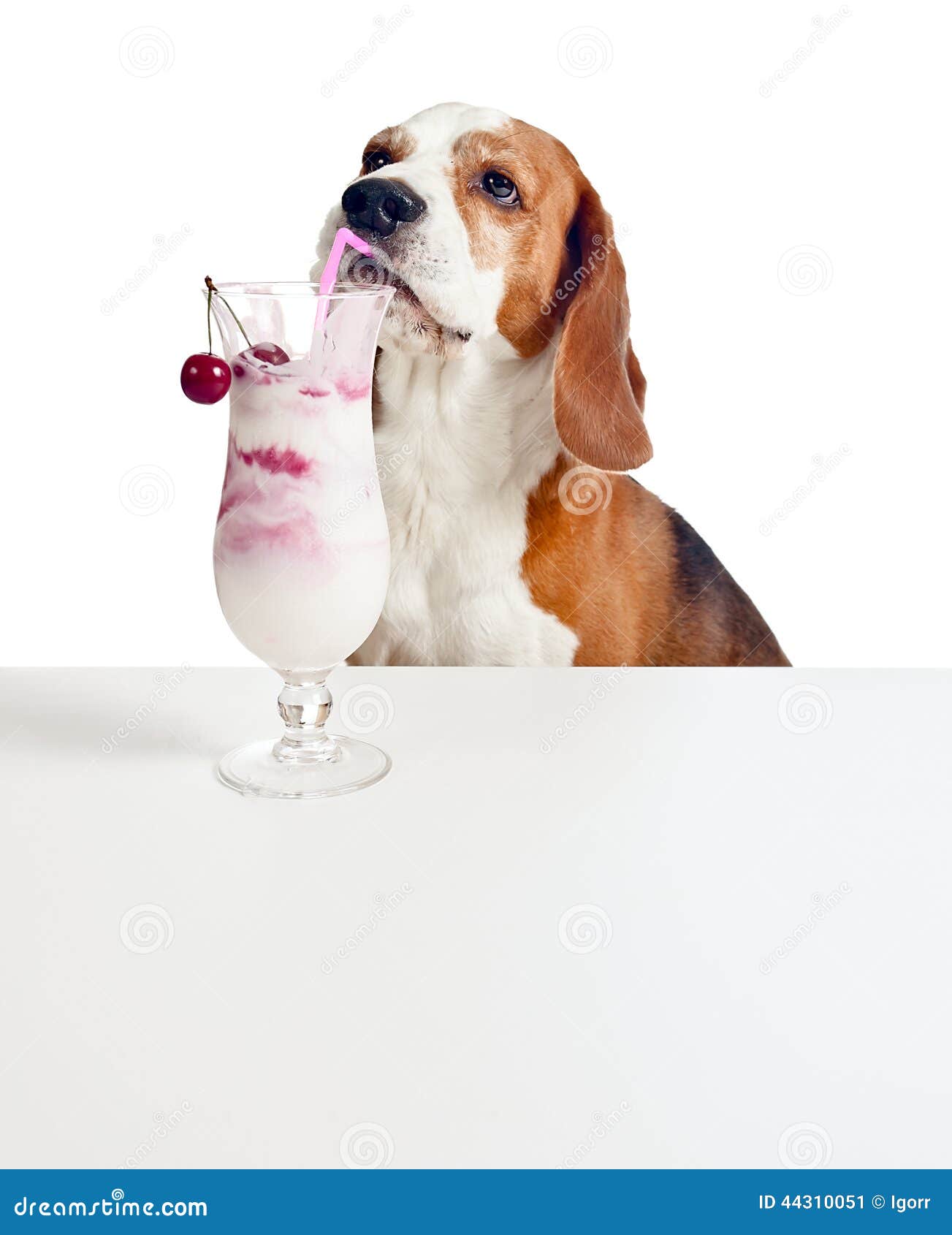 Beagle Drink Cocktail , Isolated on White Stock Image - Image of ...