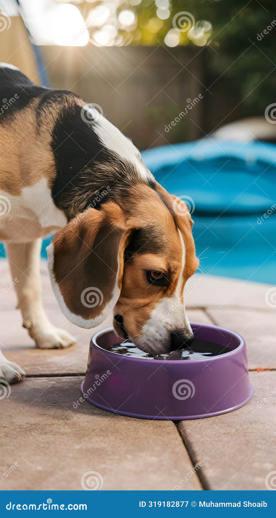 Beagle Drinking Water in Backyard with Blurred Pool and Warm Sunlight ...