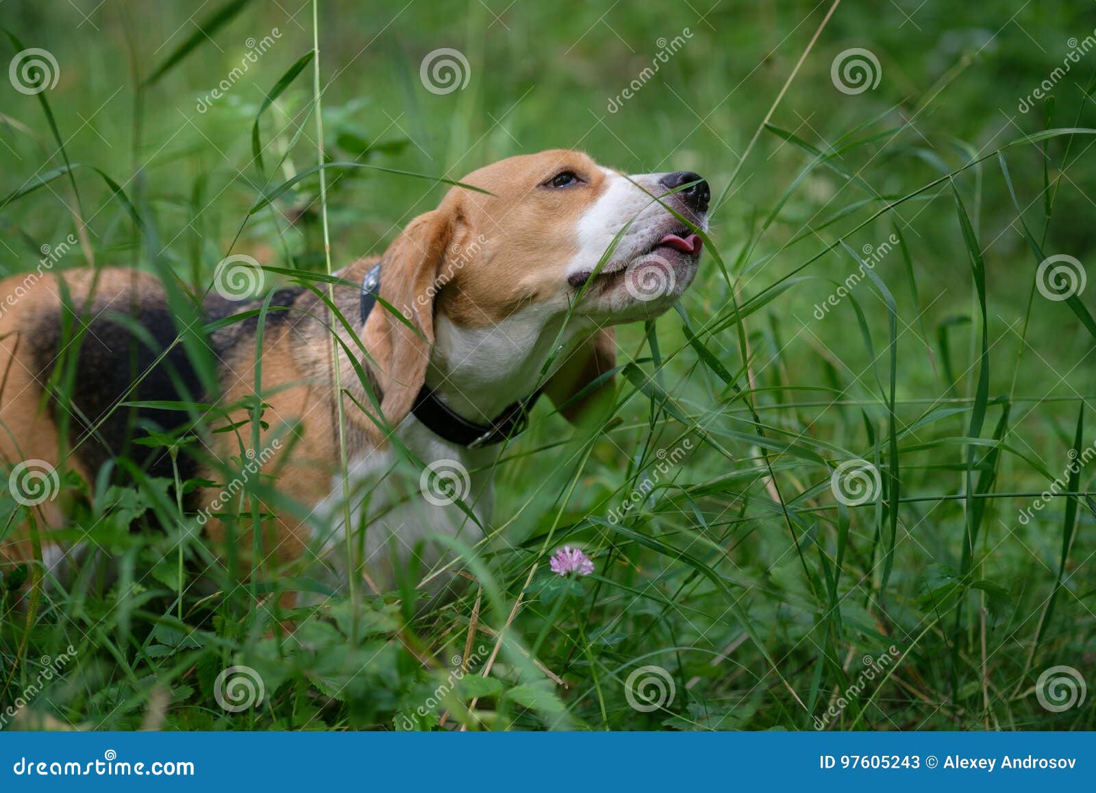 The Beagle Eats the Green Grass in the Forest Stock Image - Image of ...