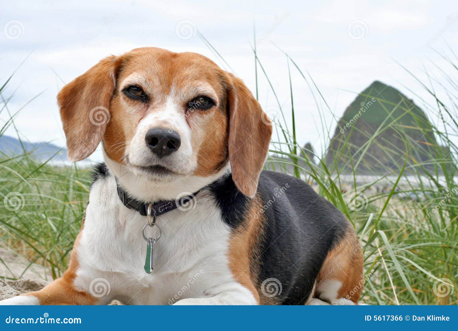 Beagle en la playa, Oregon foto de archivo. Imagen de mascota - 5617366