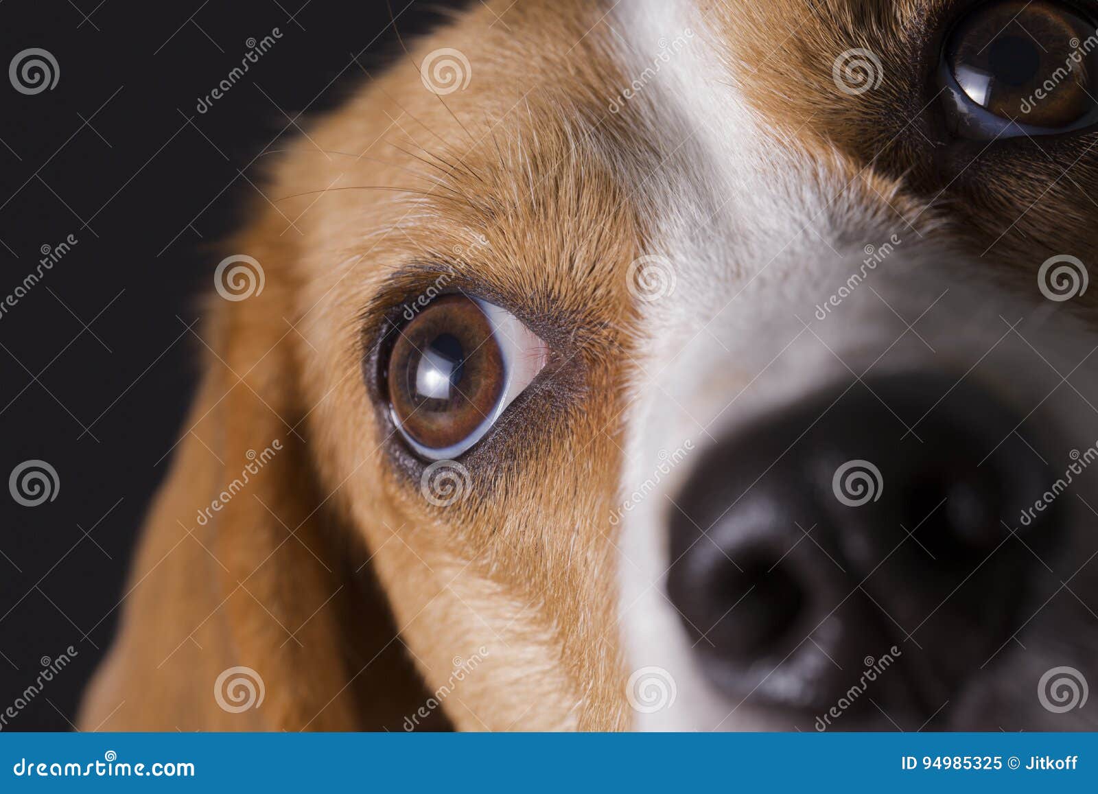 Beagle eyes macro. stock image. Image of brown, beautiful - 94985325