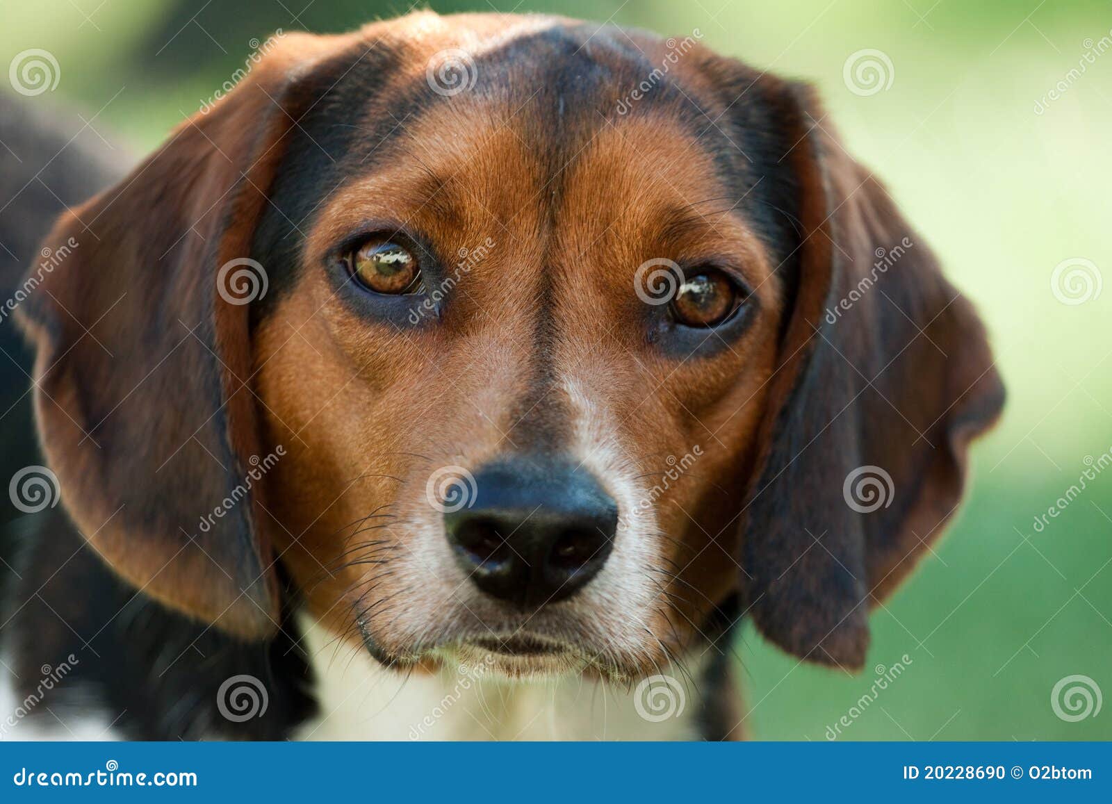Beagle Face stock photo. Image of canine, animal, front - 20228690