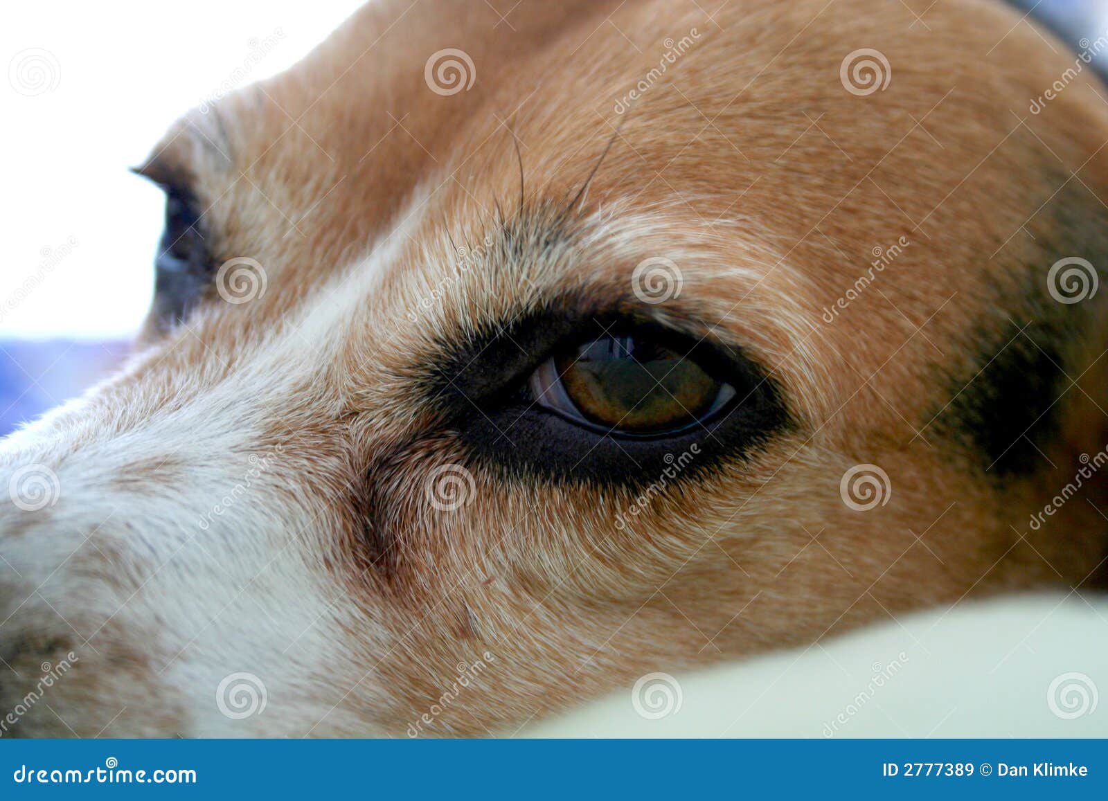 Beagle Face stock image. Image of sleepy, tired, domestic - 2777389