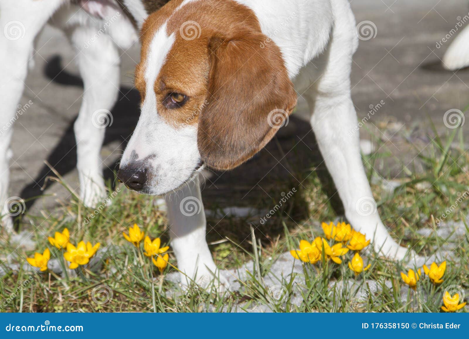 Beagle faces spring stock photo. Image of head, hunting - 176358150